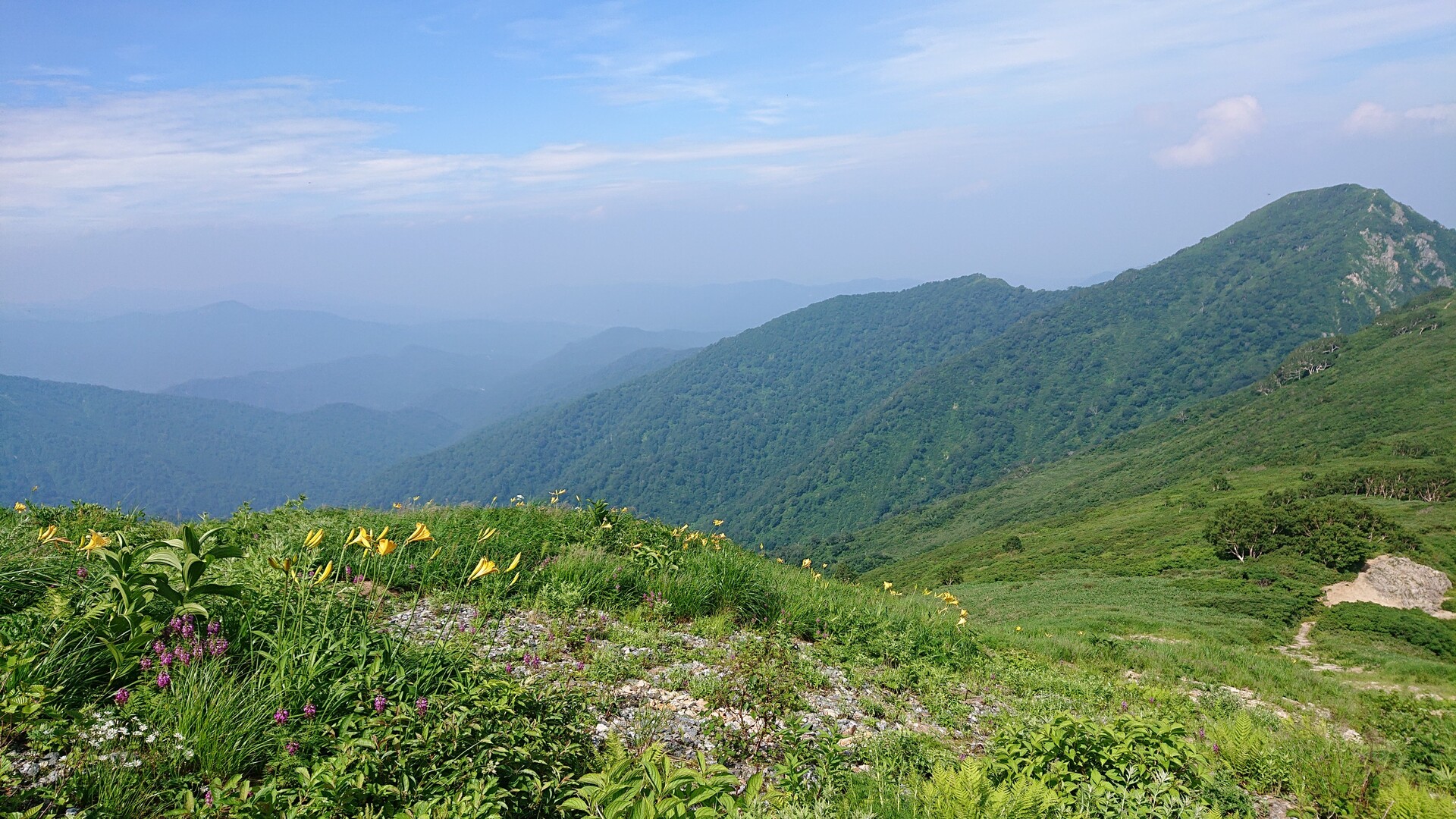 大朝日岳 日暮沢小屋から周回縦走 大朝日岳小屋一泊 大朝日岳・朝日連峰・祝瓶山の写真35枚目 振り返って登ってきた稜線と草花