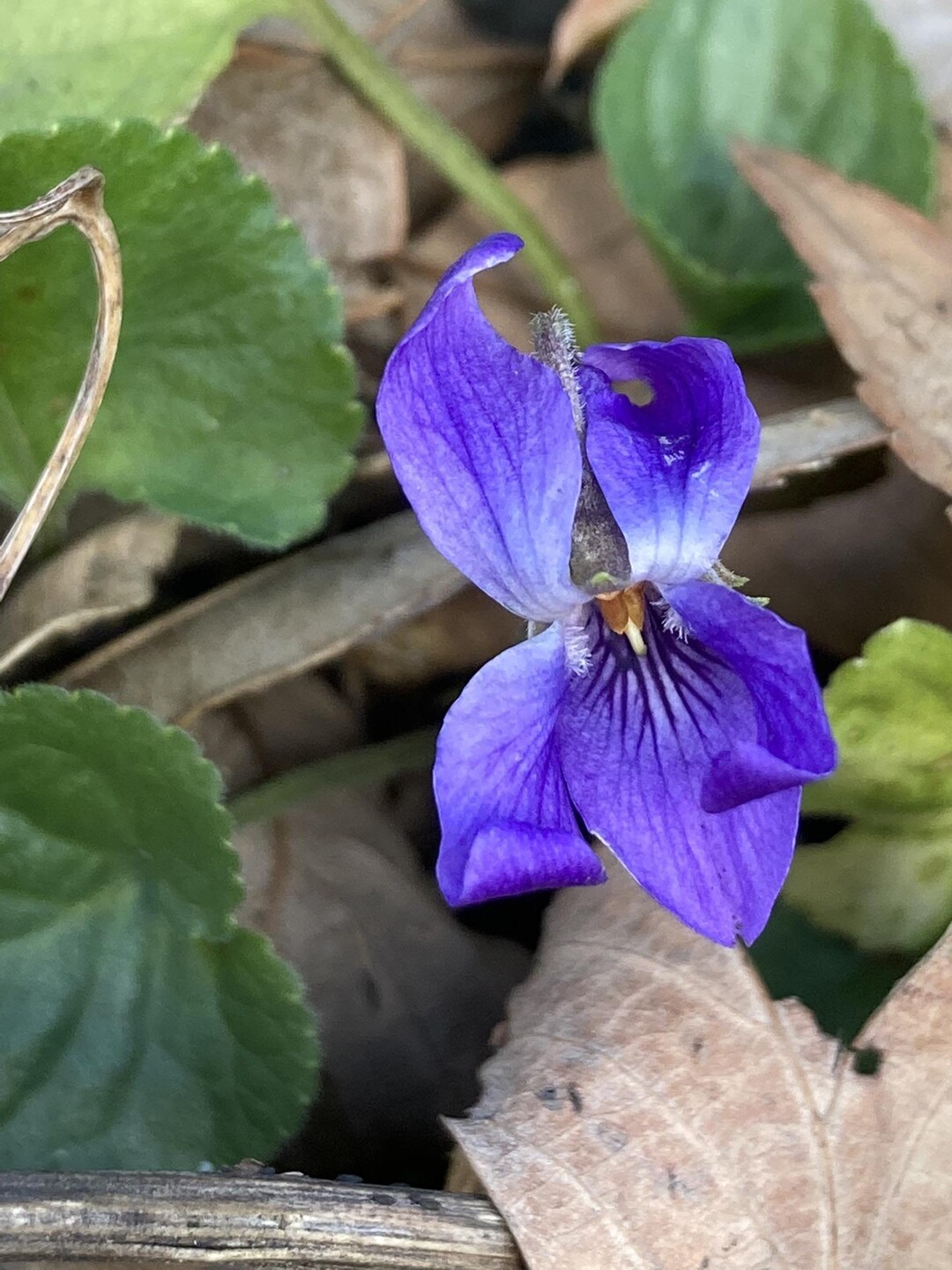 飯野山 前々から気になっていた竹ハシゴルート / tairaさんの四国遍路その19の活動データ | YAMAP / ヤマップ