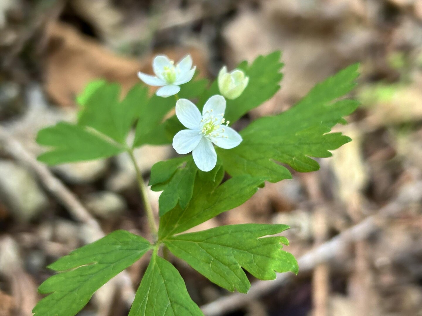 奥仙重・櫛形山・裸山(平成峡〜ピストン) / Co-CHeさんの櫛形山・裸山・唐松岳の活動日記 | YAMAP / ヤマップ