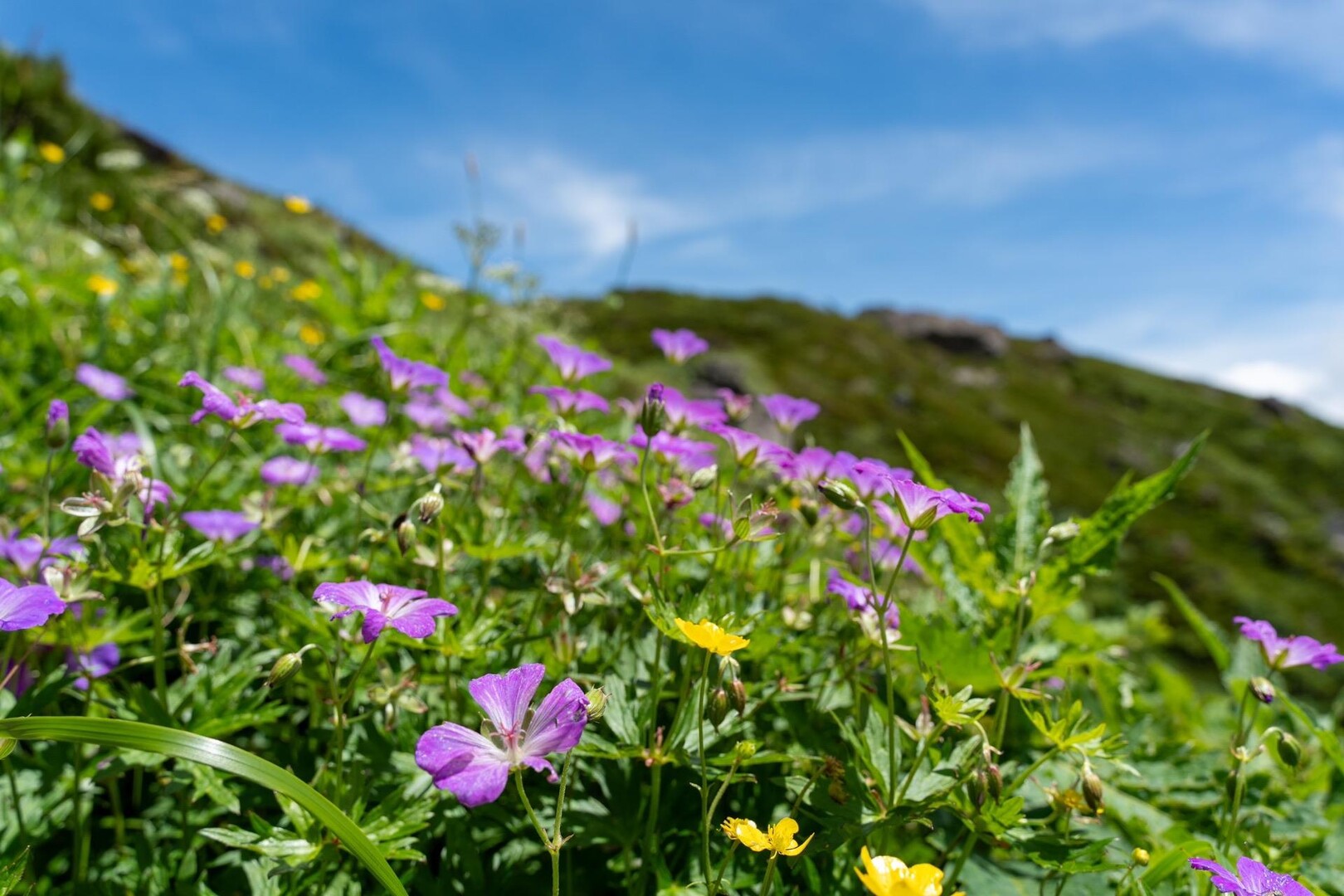 白山 / kinoさんの白山・別山・銚子ヶ峰の活動データ | YAMAP / ヤマップ