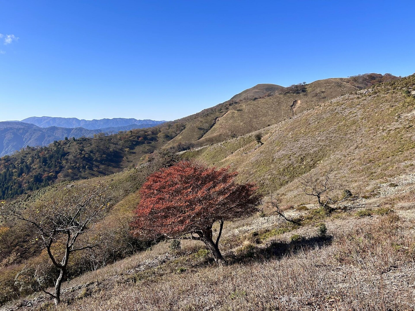竜ヶ岳 / panさんの竜ヶ岳の活動データ | YAMAP / ヤマップ
