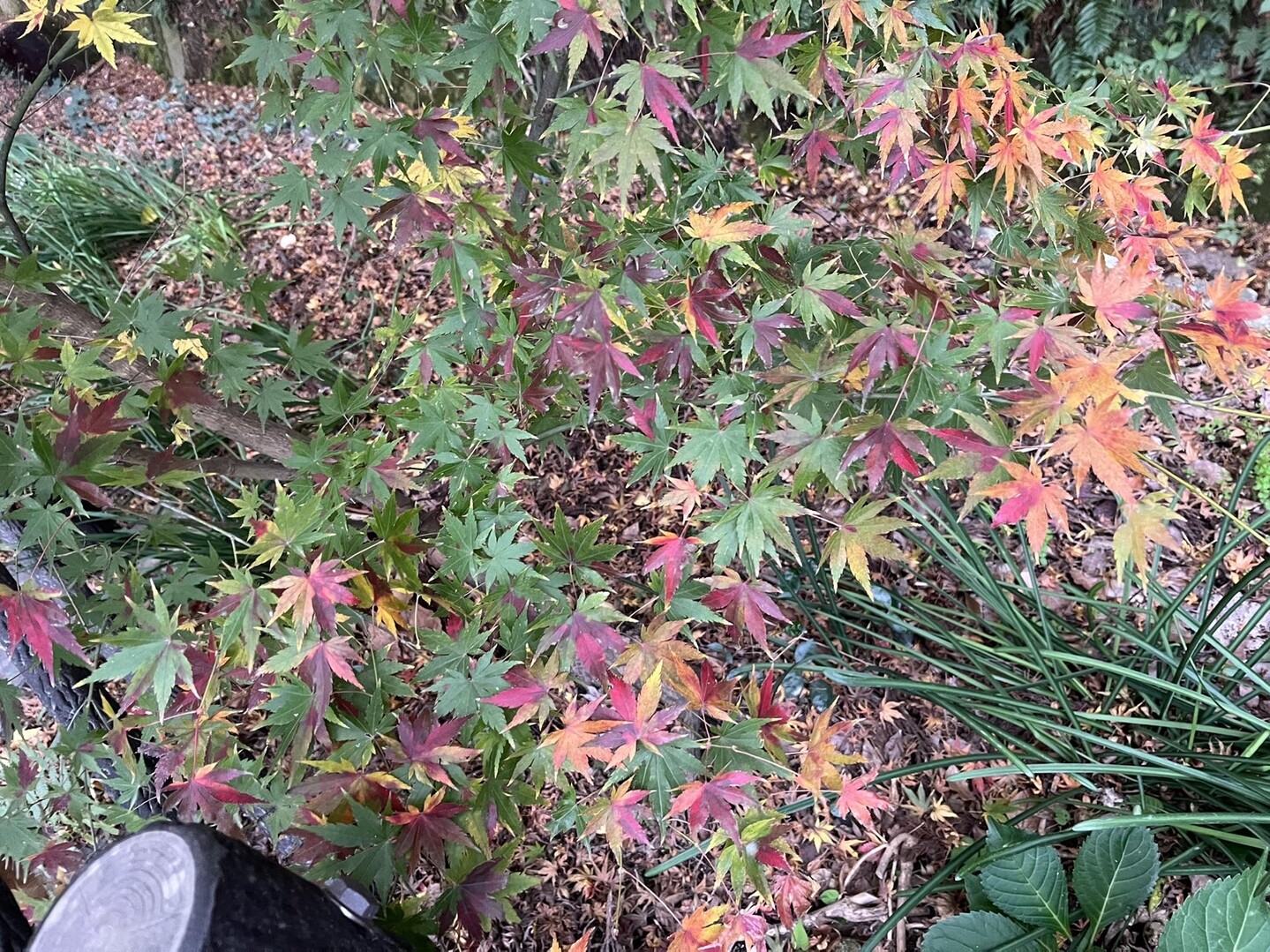 紅葉も終わり🍁 R4.2022.11.... / nkygsさんのモーメント | YAMAP / ヤマップ