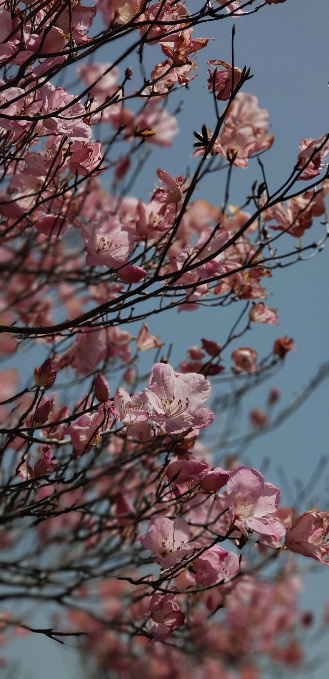 赤川浦岳へお山歩 😆ｵｶ🤗ﾜﾘ / Chi-chanさんの祖母山の活動データ | YAMAP / ヤマップ