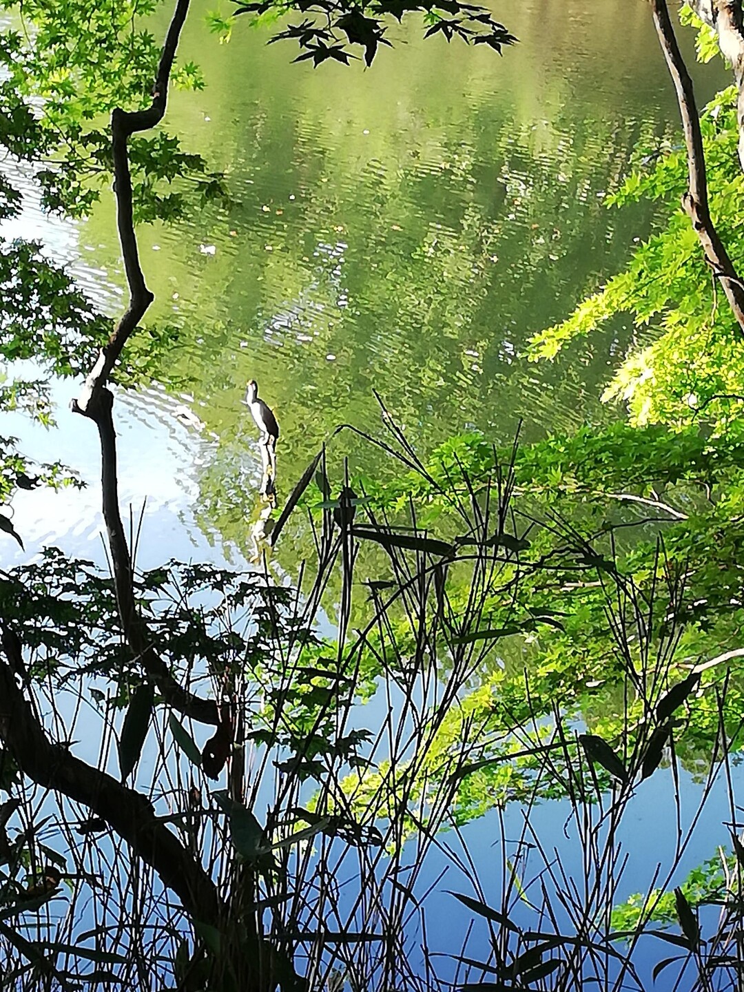 錦大沼 -2023-09-03 / aripapaさんの白老町 の活動データ | YAMAP / ヤマップ