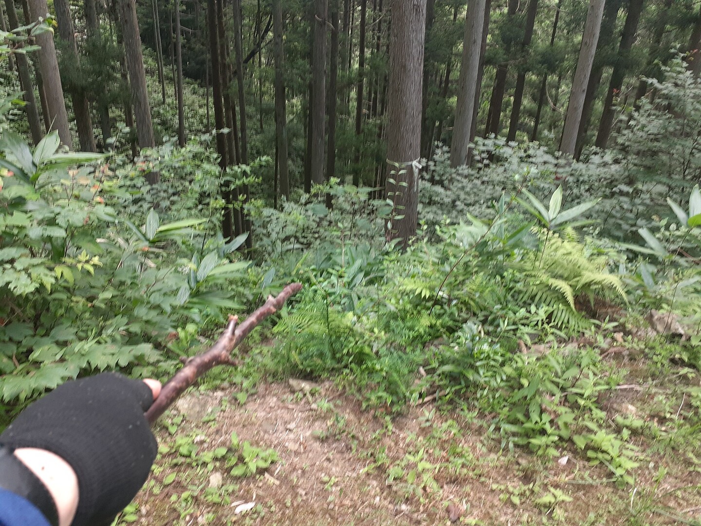 DSHさんの投稿したフィールドメモ | YAMAP / ヤマップ