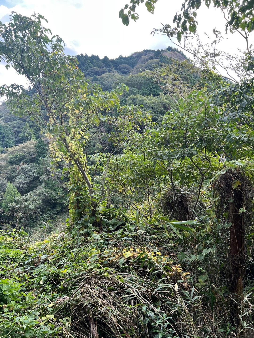 ken-endoさんの投稿したフィールドメモ | YAMAP / ヤマップ