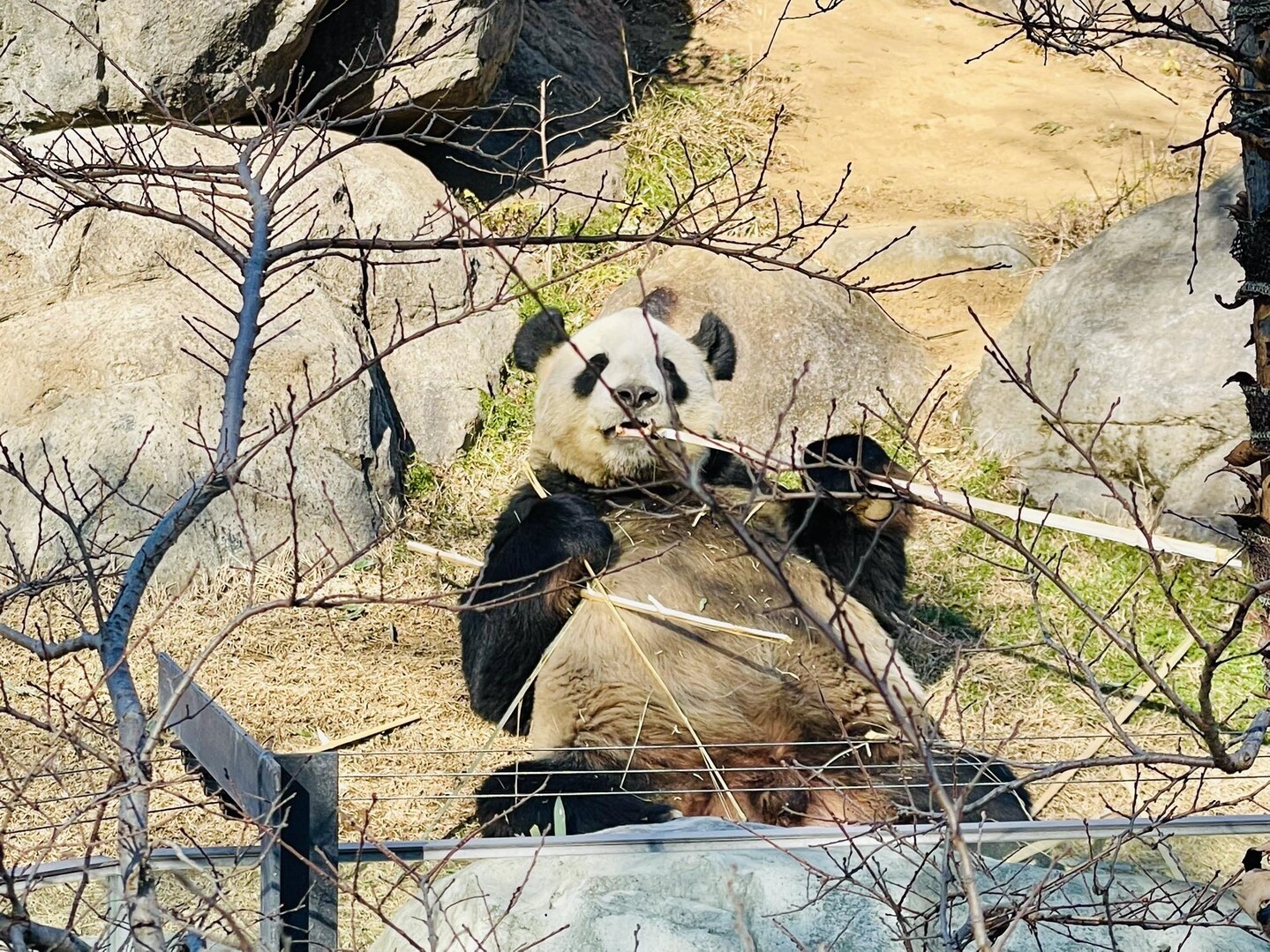 Ueno Zoo🧸ポカポカお散歩holiday🐼 / ねこだいふくさんの東京都23区 中央エリアの活動データ | YAMAP / ヤマップ