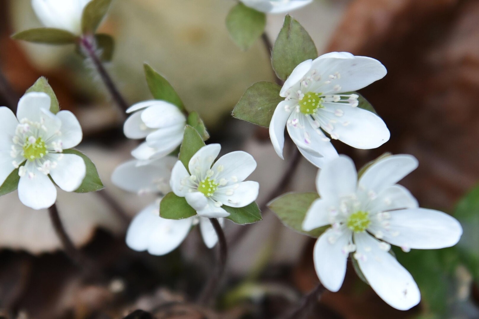 『小松憩いの森』他 北陸のスプリングエフェメラルを求めて石川県を散策(^_-)-☆【花記録】 / toshi0113さんの小松市の活動データ | YAMAP / ヤマップ