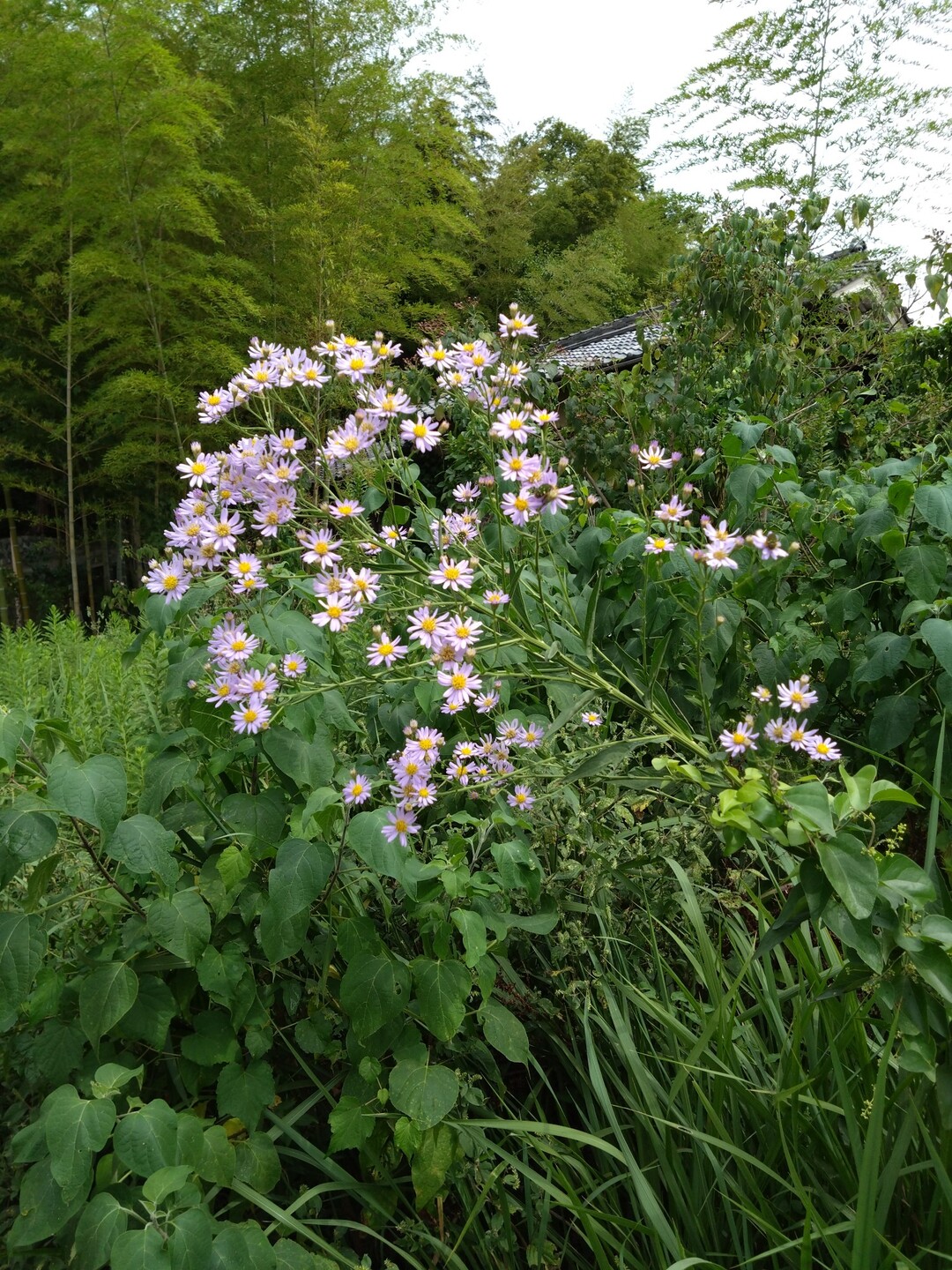 端谷城跡 / kinu235（きぬ）さんの神戸市の活動日記 | YAMAP / ヤマップ