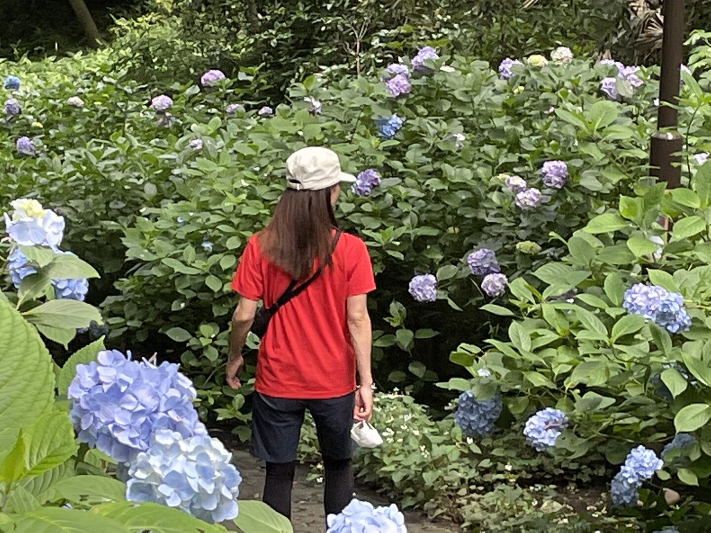 富岡公園(磯子区)-2022-06-12 / Ryo-Ryoさんのウォーキングの活動データ | YAMAP / ヤマップ