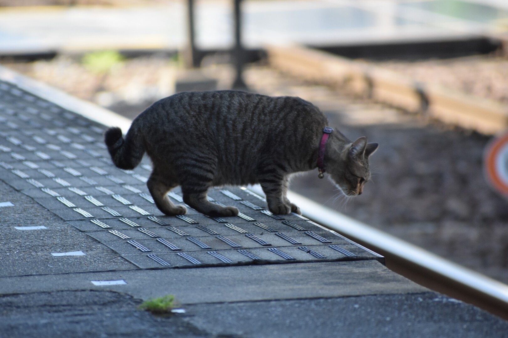 【つぶやき】 青々とした田畑見られる皐月... / K.Soutaさんのモーメント | YAMAP / ヤマップ