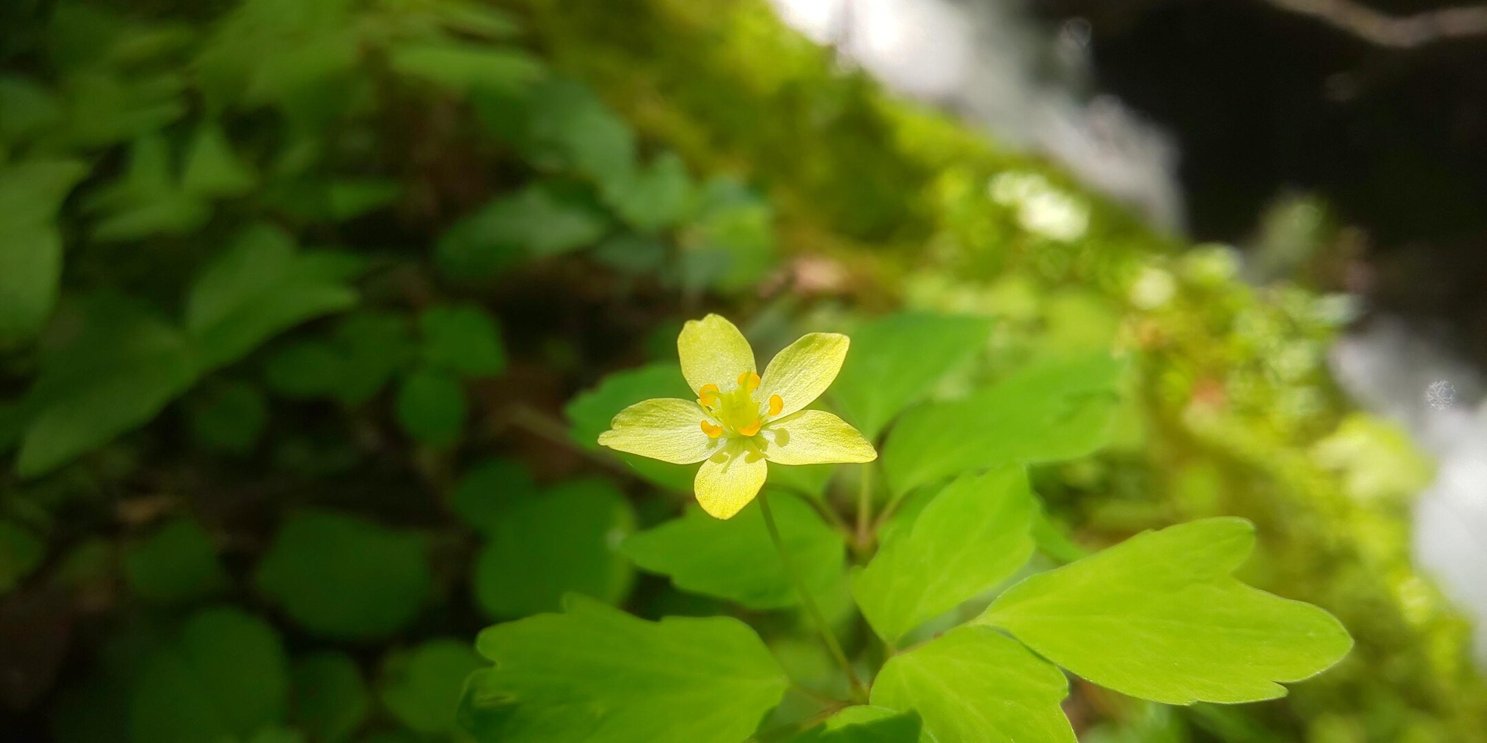 GWあっというまに過ぎた… いったい何を... / みどりんりんさんのモーメント | YAMAP / ヤマップ