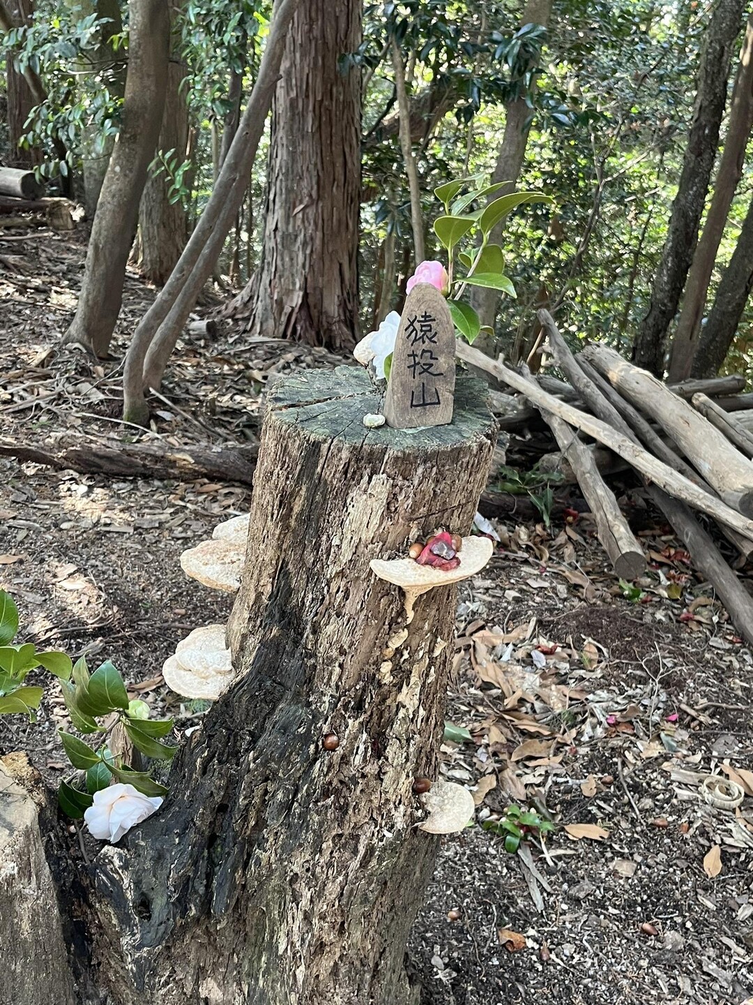 猿投山 / Markさんの猿投山・物見山の活動データ | YAMAP / ヤマップ