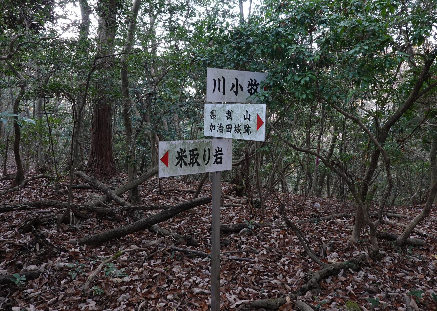 wtaxus わたくさすさんの投稿したフィールドメモ | YAMAP / ヤマップ