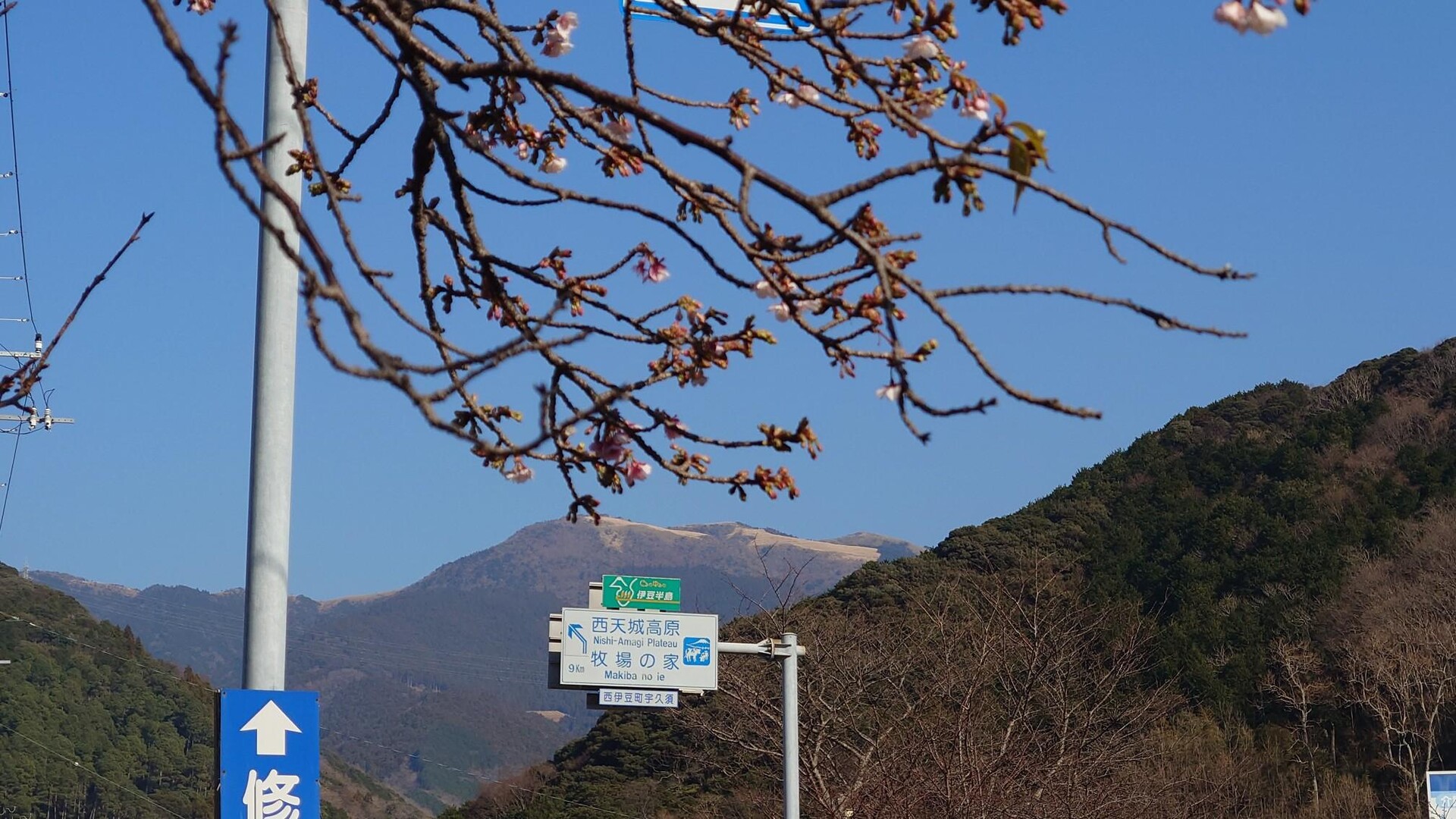 もうひとつの定点観察 宇久須神社のツバキ... / Aldenteさんのモーメント | YAMAP / ヤマップ