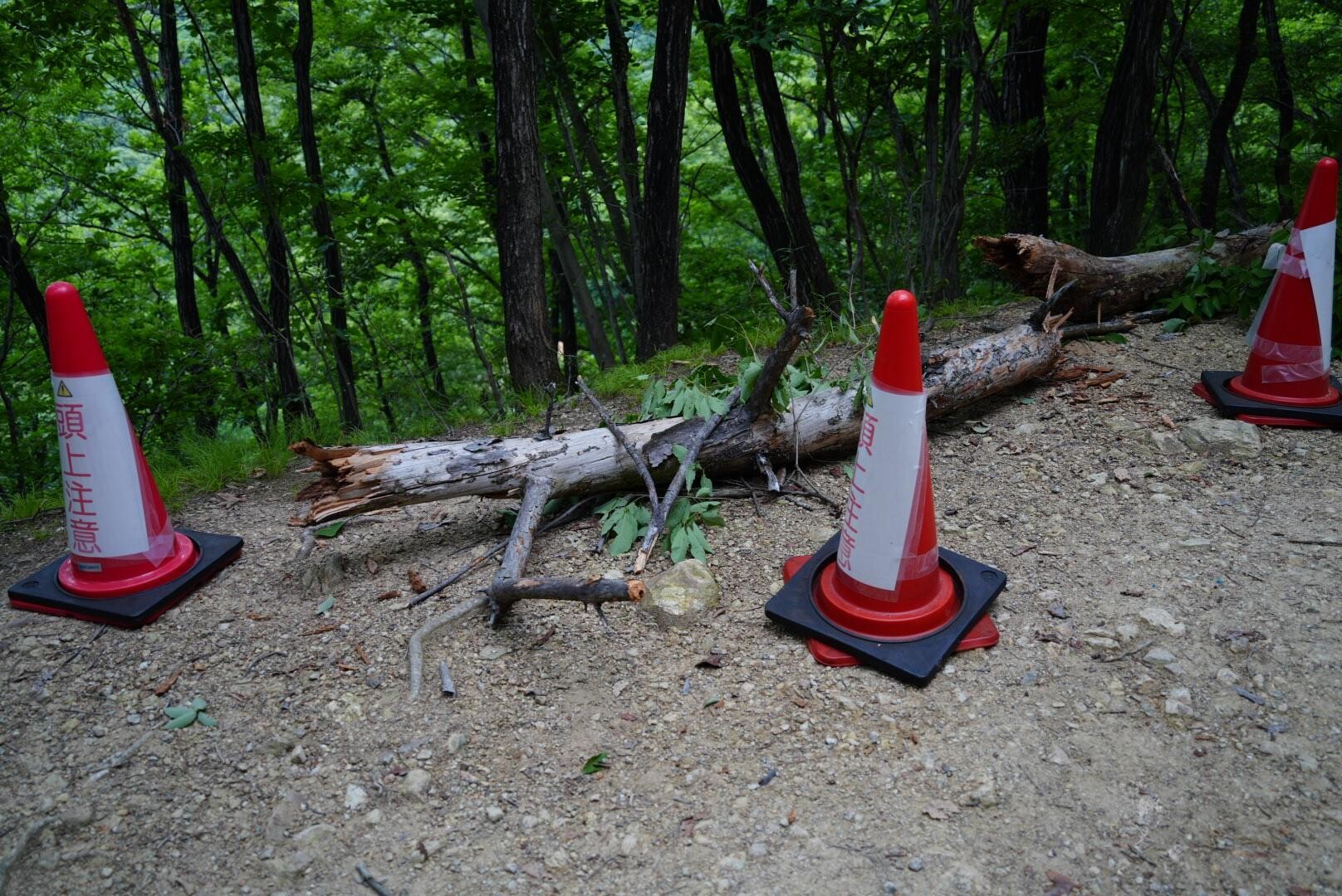 お寝坊モーニング Wt+10kg / ta2さんの鳴神山・吾妻山の活動データ | YAMAP / ヤマップ