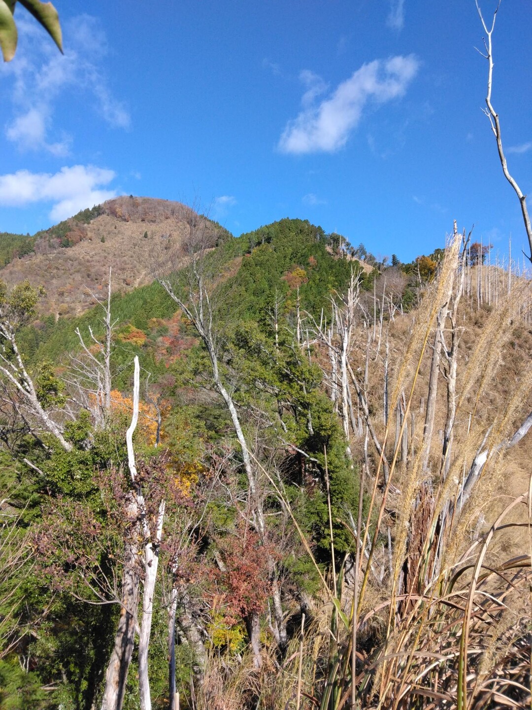 桃の丸🍑～視察🧐～2024/11/30 / Sunさんの不入山・久井谷山の活動データ | YAMAP / ヤマップ