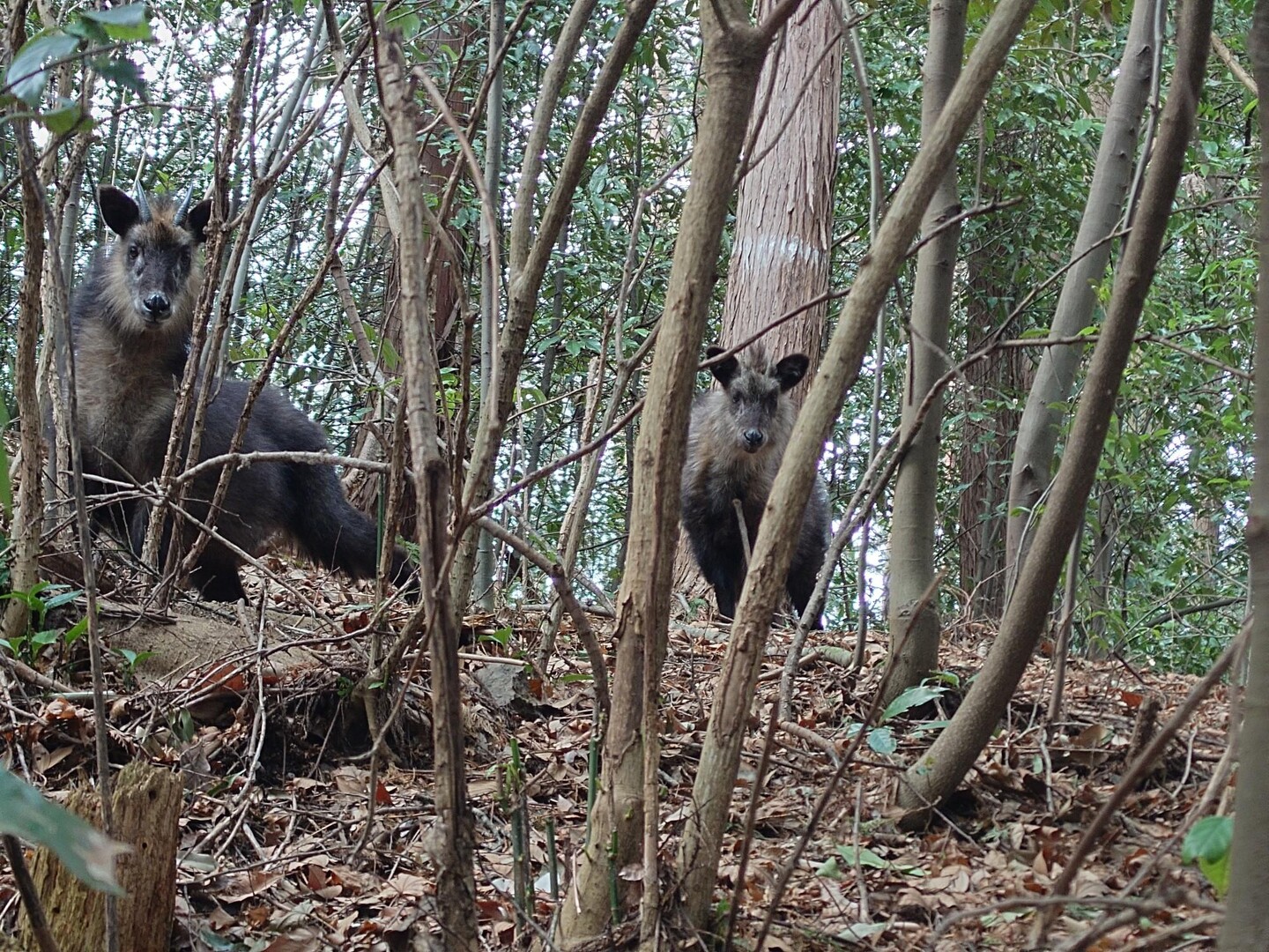 またお前か🐮 / tetsuさんのモーメント | YAMAP / ヤマップ