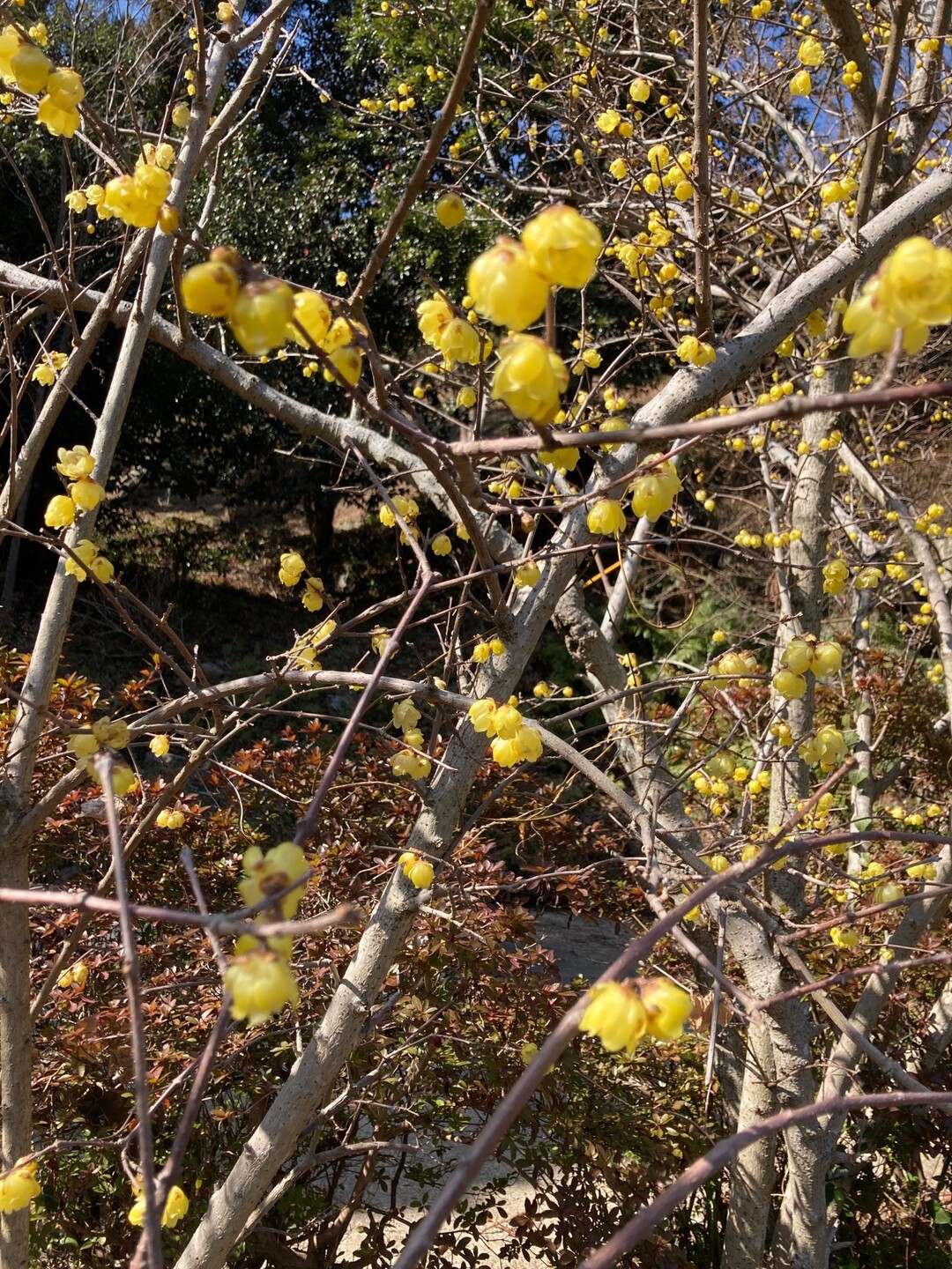 油山へ行ってきました😊 / sho-koしょうこさんの油山・荒平山・片縄山の活動データ | YAMAP / ヤマップ