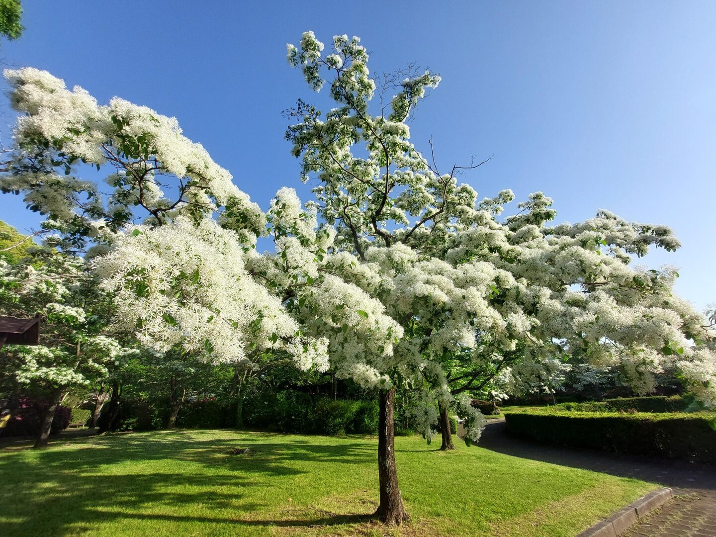 20240428 城北公園ーなんじゃもん... / sasaさんのモーメント | YAMAP / ヤマップ