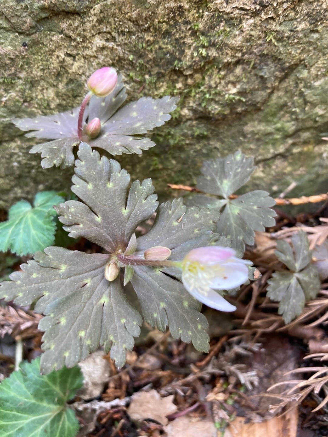 城山（八王子城山）・北高尾富士見台・杉沢の頭(峰ドッケ)・高ドッケ・板当山・景信山・小仏バス停 / kozoさんの高尾山・陣馬山・景信山の活動データ | YAMAP / ヤマップ