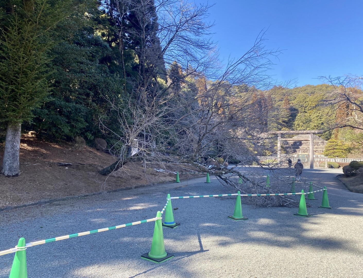 荒天の後は難所だらけ こんぴら山・初沢山・カタクリ山 / Hisataka Gotoさんの高尾山・陣馬山・景信山の活動データ | YAMAP / ヤマップ