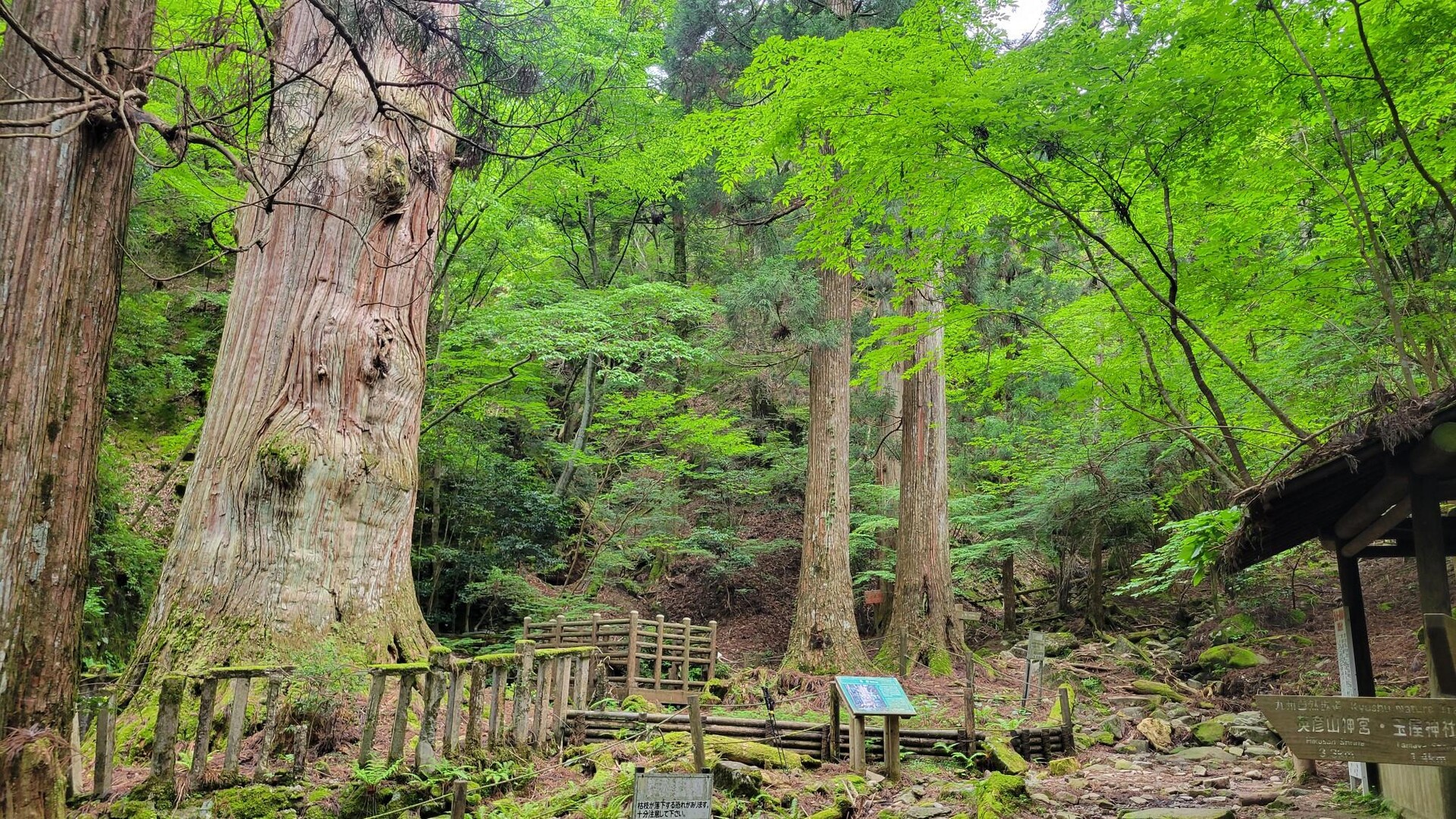 英彦山（南岳、中岳）と鬼杉参拝 / nobさんの英彦山の活動データ | YAMAP / ヤマップ