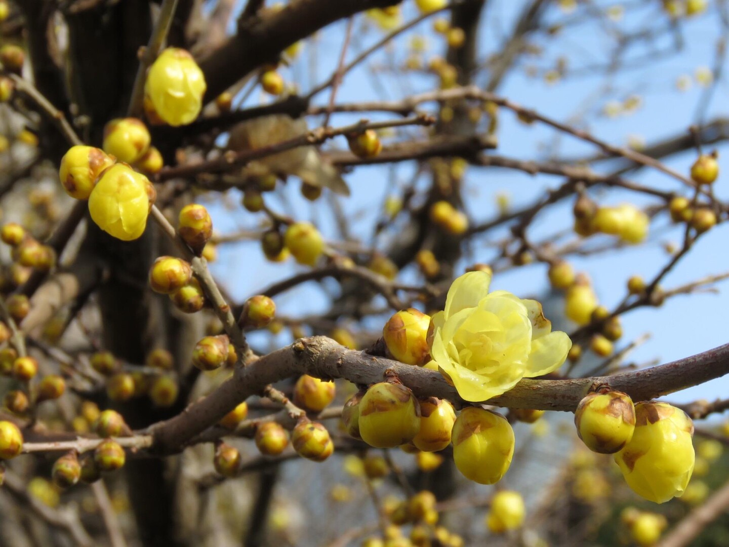今日は 節分 境内に咲きはじめた 蝋梅は... / まーやさんのモーメント | YAMAP / ヤマップ