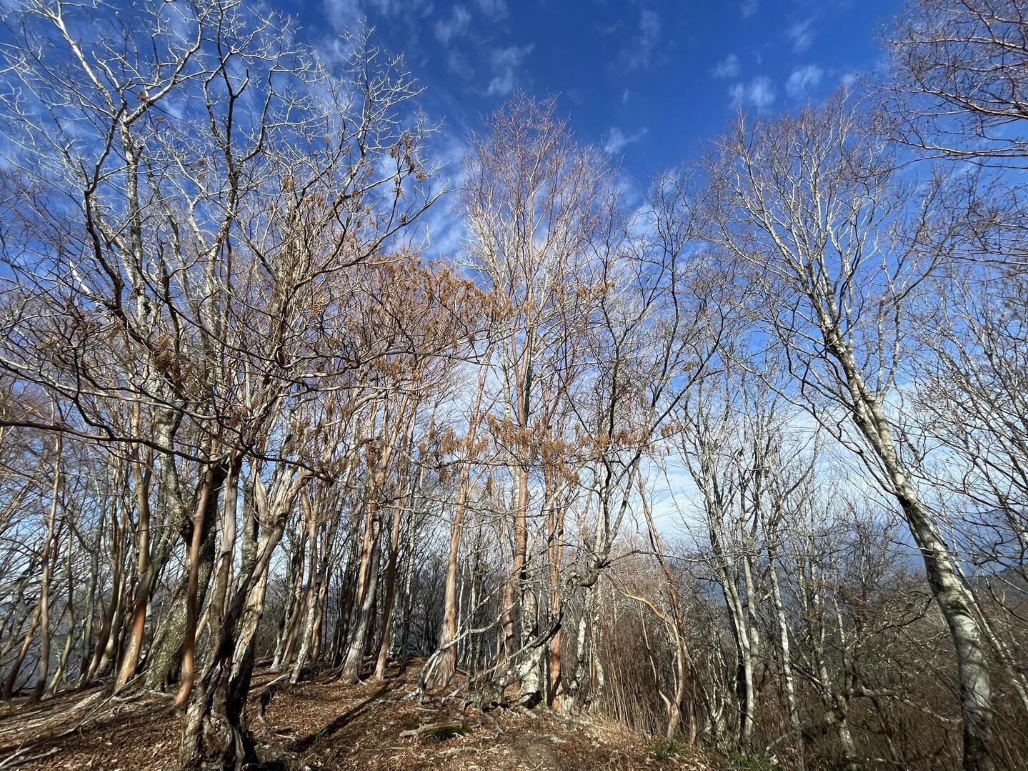 晩秋の明るい林を歩いてきました / meeさんのモーメント | YAMAP / ヤマップ