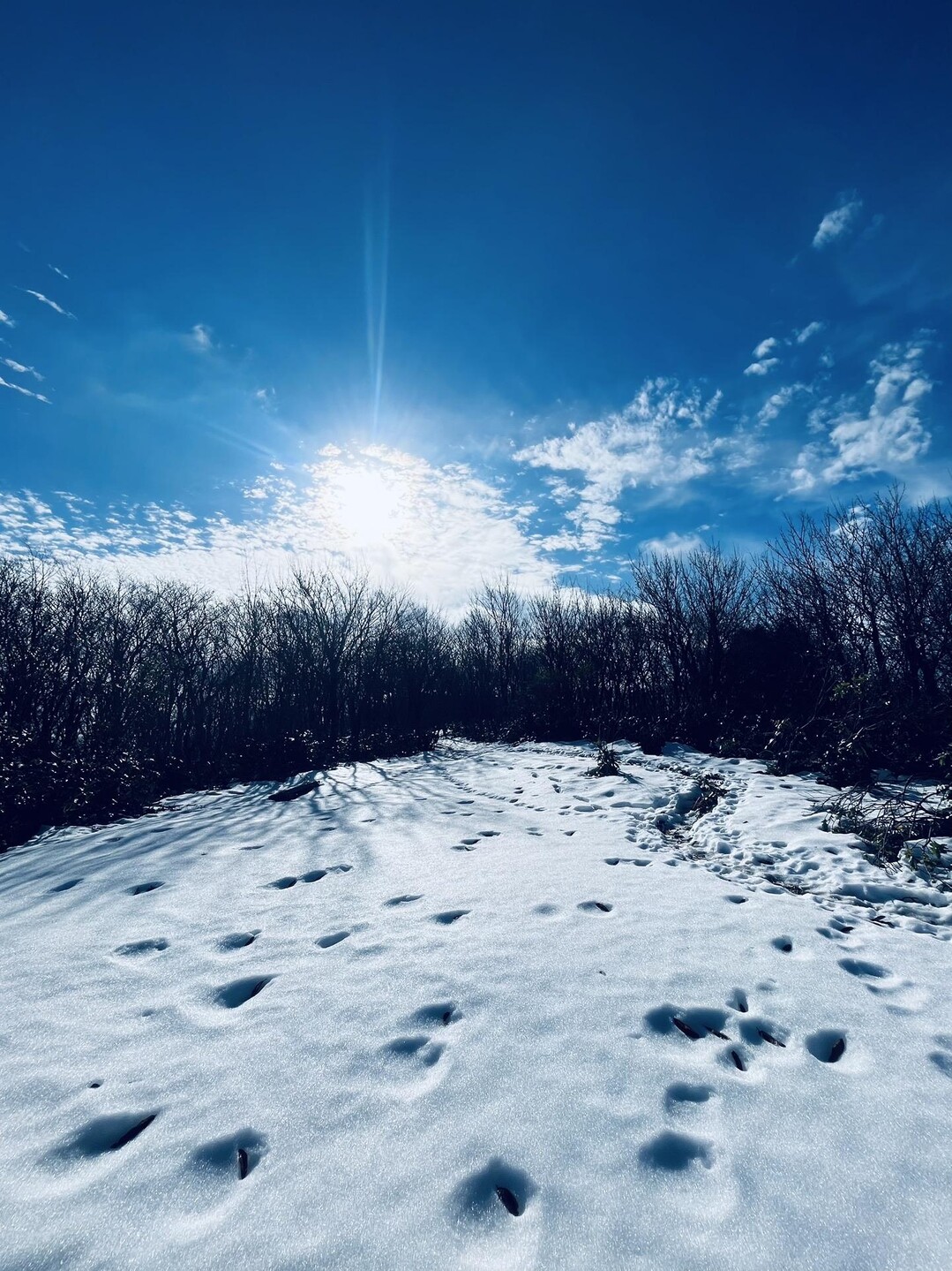 船通山 / Shi Roさんの船通山・玉峰山の活動データ | YAMAP / ヤマップ