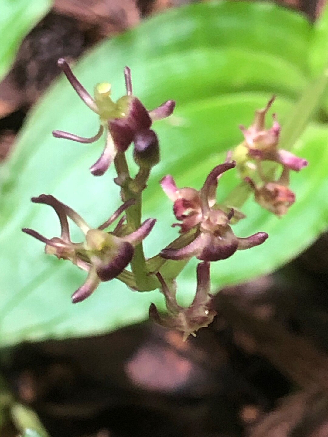 コクラン探して尾張富士と、、、 / yabuさんの尾張富士・尾張本宮山・尾張白山の活動データ | YAMAP / ヤマップ