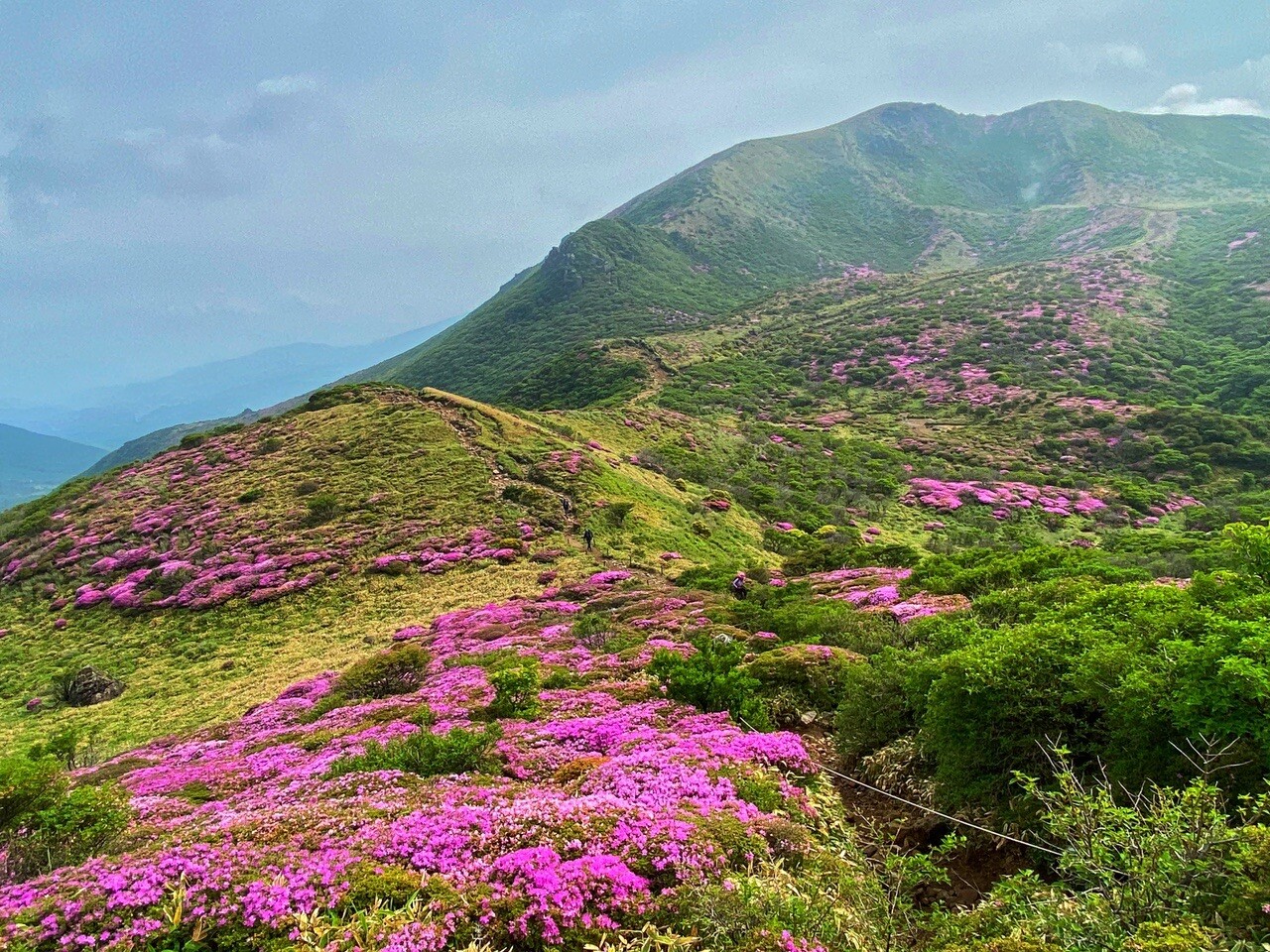 扇ヶ鼻・星生山-お腹いっぱいのMK🌸鑑賞 / Ycoさんの九重山（久住山）・大船山・星生山の活動データ | YAMAP / ヤマップ