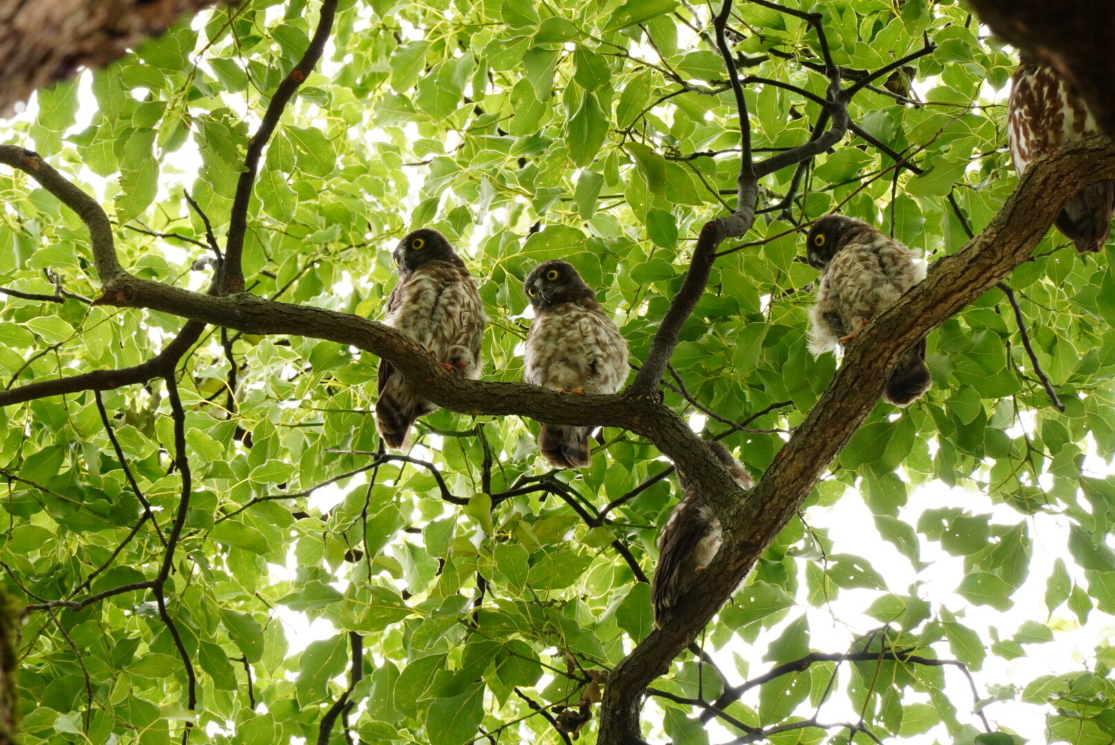 RKB放送で福岡の神社でアオバズクのヒナ... / ottotto28さんのモーメント | YAMAP / ヤマップ