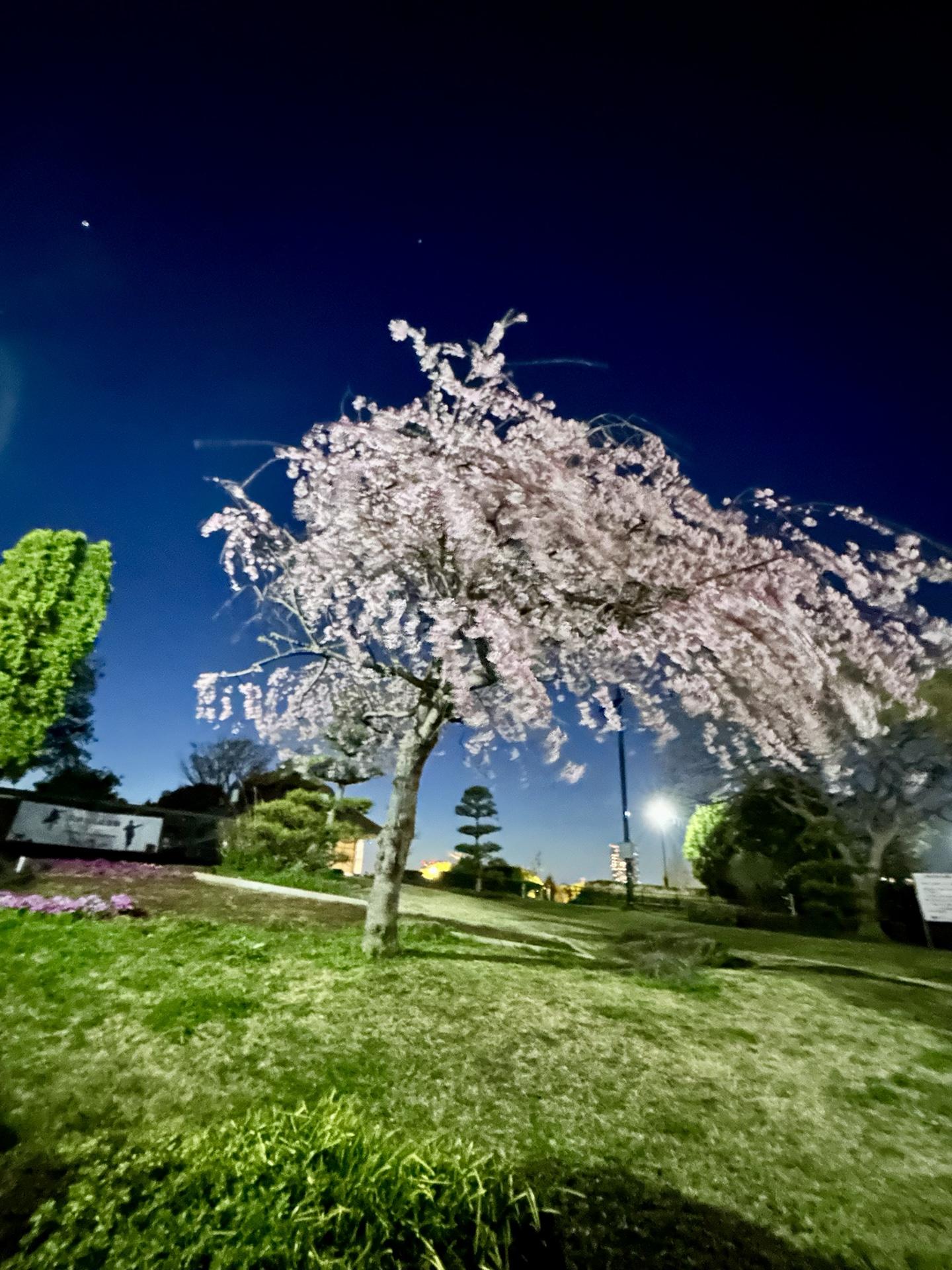夜桜散歩🚶‍♀️ rollの心ゆるふわ... / minirollさんのモーメント | YAMAP / ヤマップ