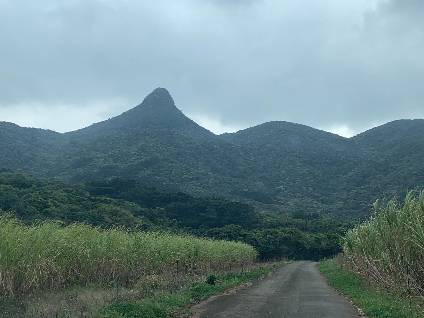 R6.1.28 野底岳 / あおかつさんの石垣島 北部の活動データ | YAMAP / ヤマップ