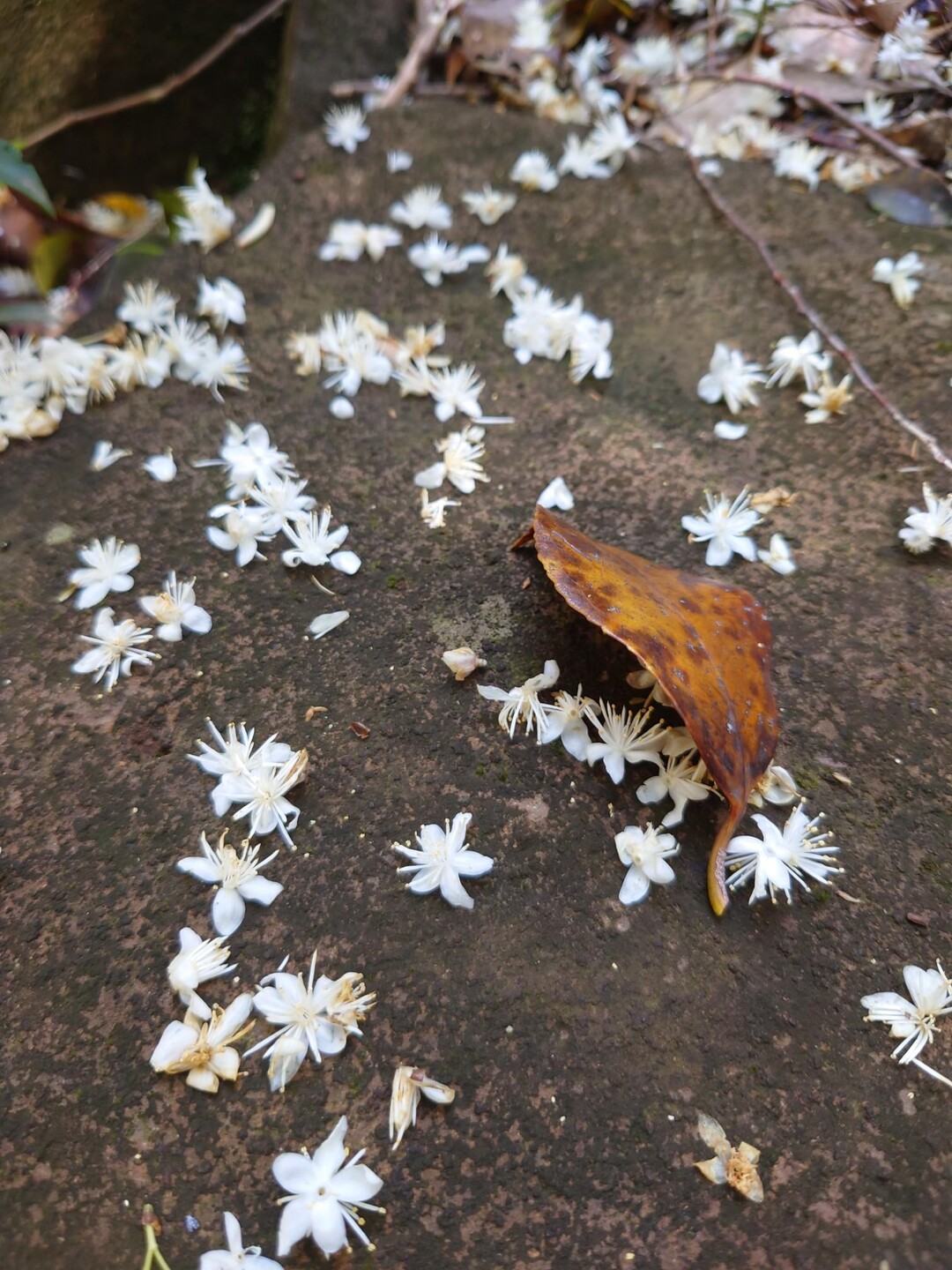 八重山 / 🔰 mochaさんの八重山・鷹ノ子岳の活動データ | YAMAP / ヤマップ