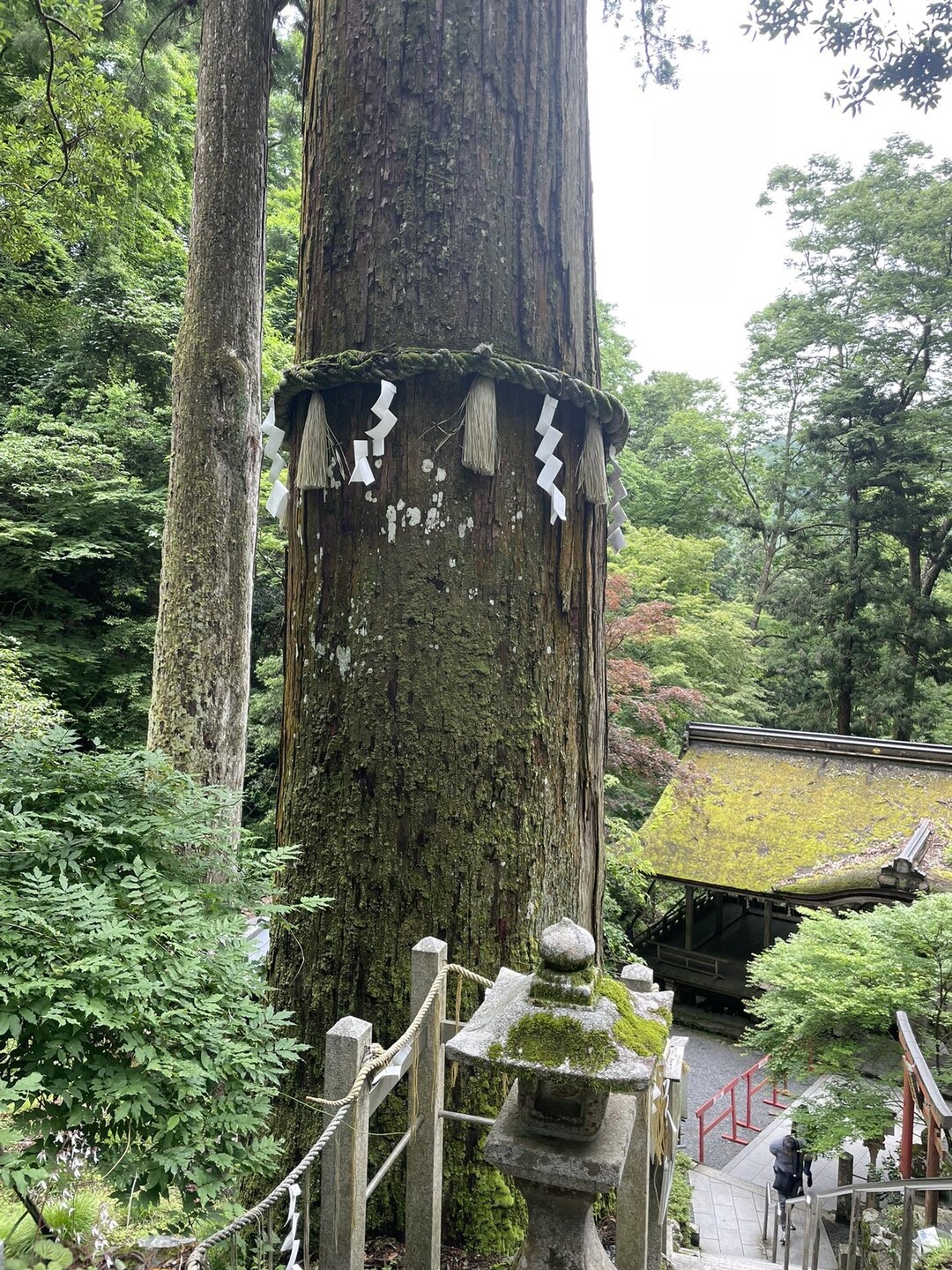 貴船山・鞍馬山-2023-05-31 / tomomiさんの貴船山・鞍馬山の活動データ | YAMAP / ヤマップ