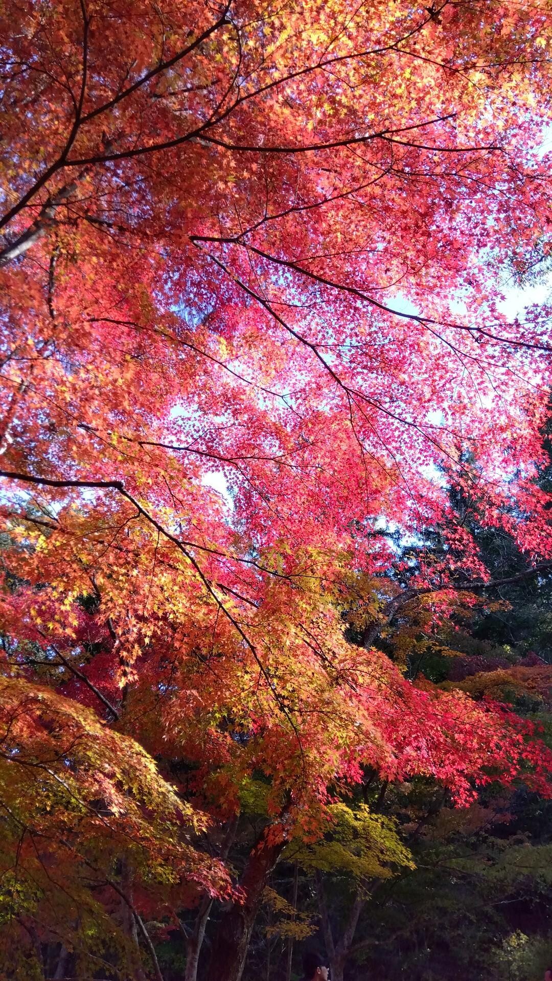 20241123六甲山 / ちこさんの六甲山・長峰山・摩耶山の活動データ | YAMAP / ヤマップ