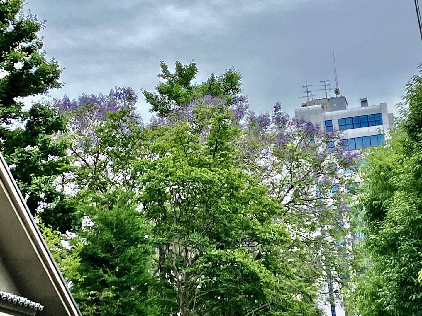 ジャガランダ・ウォーキング🚶‍♀️ / momoさんの大阪市の活動データ | YAMAP / ヤマップ