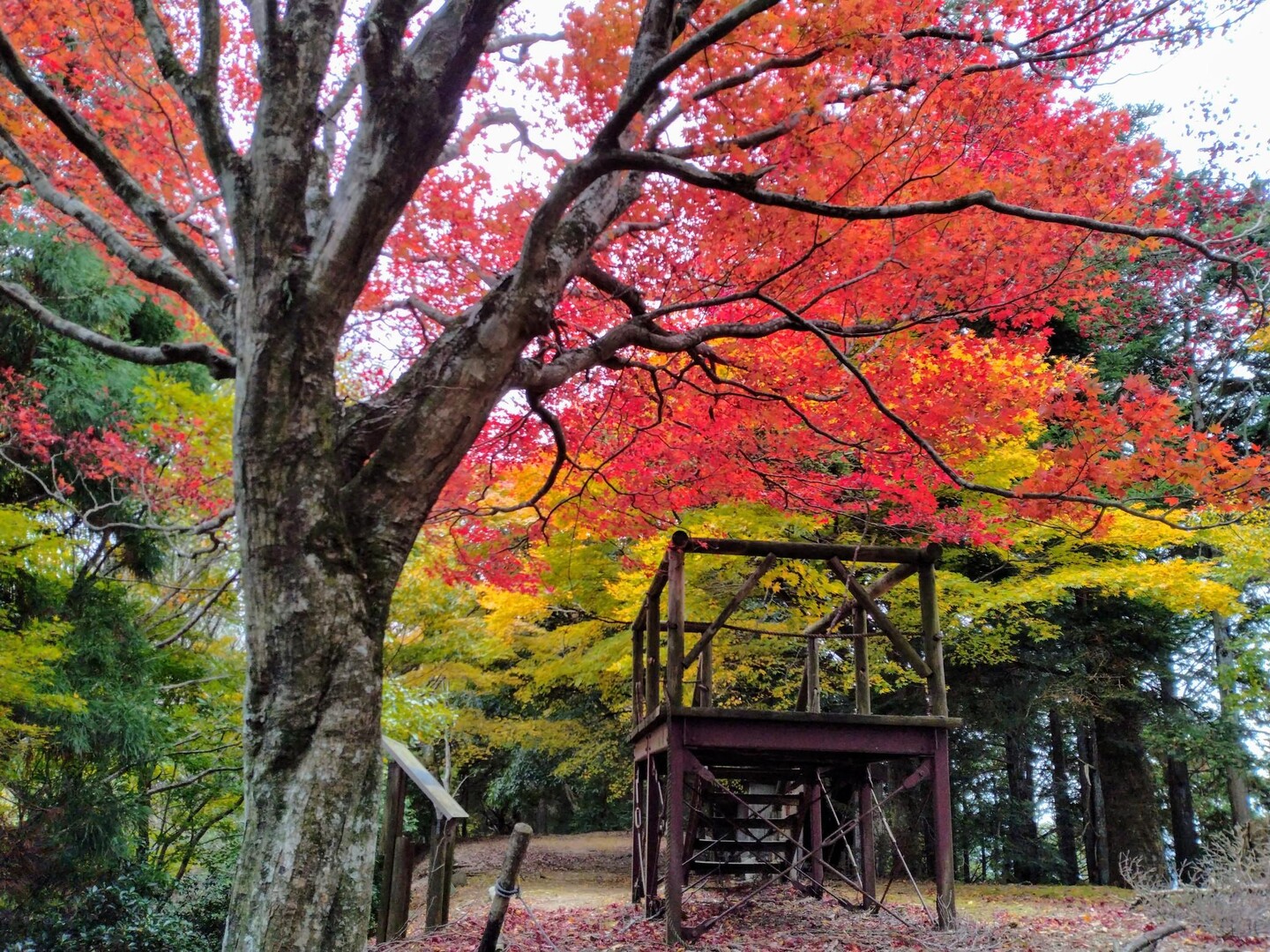 裳立山・大比叡・四明岳 / YT9さんの比叡山・横高山・梶山の活動データ | YAMAP / ヤマップ