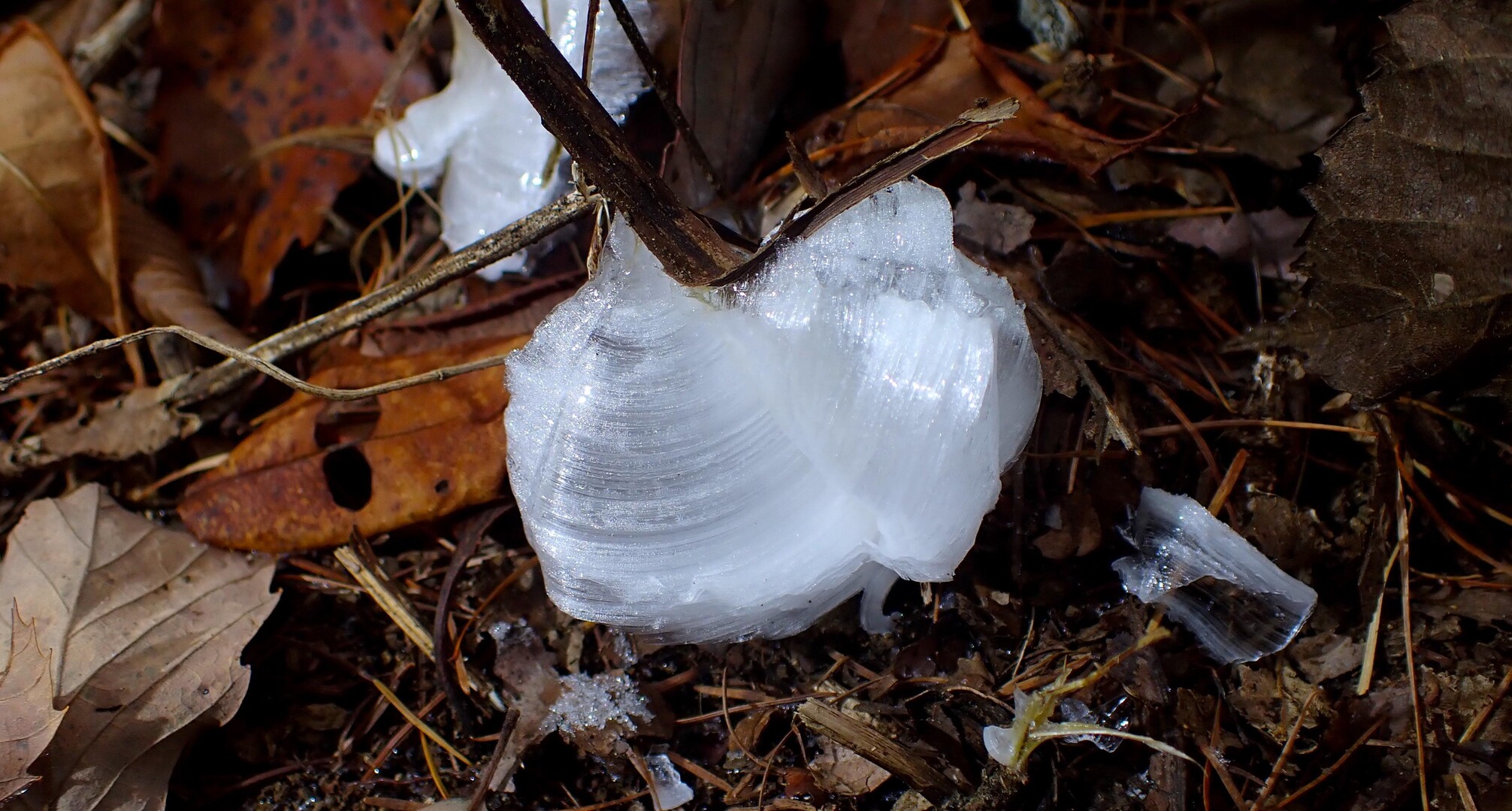 陣馬山 〜「氷の華」拾い撮り〜 / 塩こんぶさんの高尾山・陣馬山・景信山の活動データ | YAMAP / ヤマップ