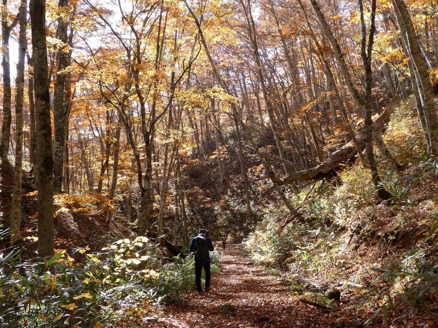 猪臥山 / Masakoさんの猪臥山の活動データ | YAMAP / ヤマップ
