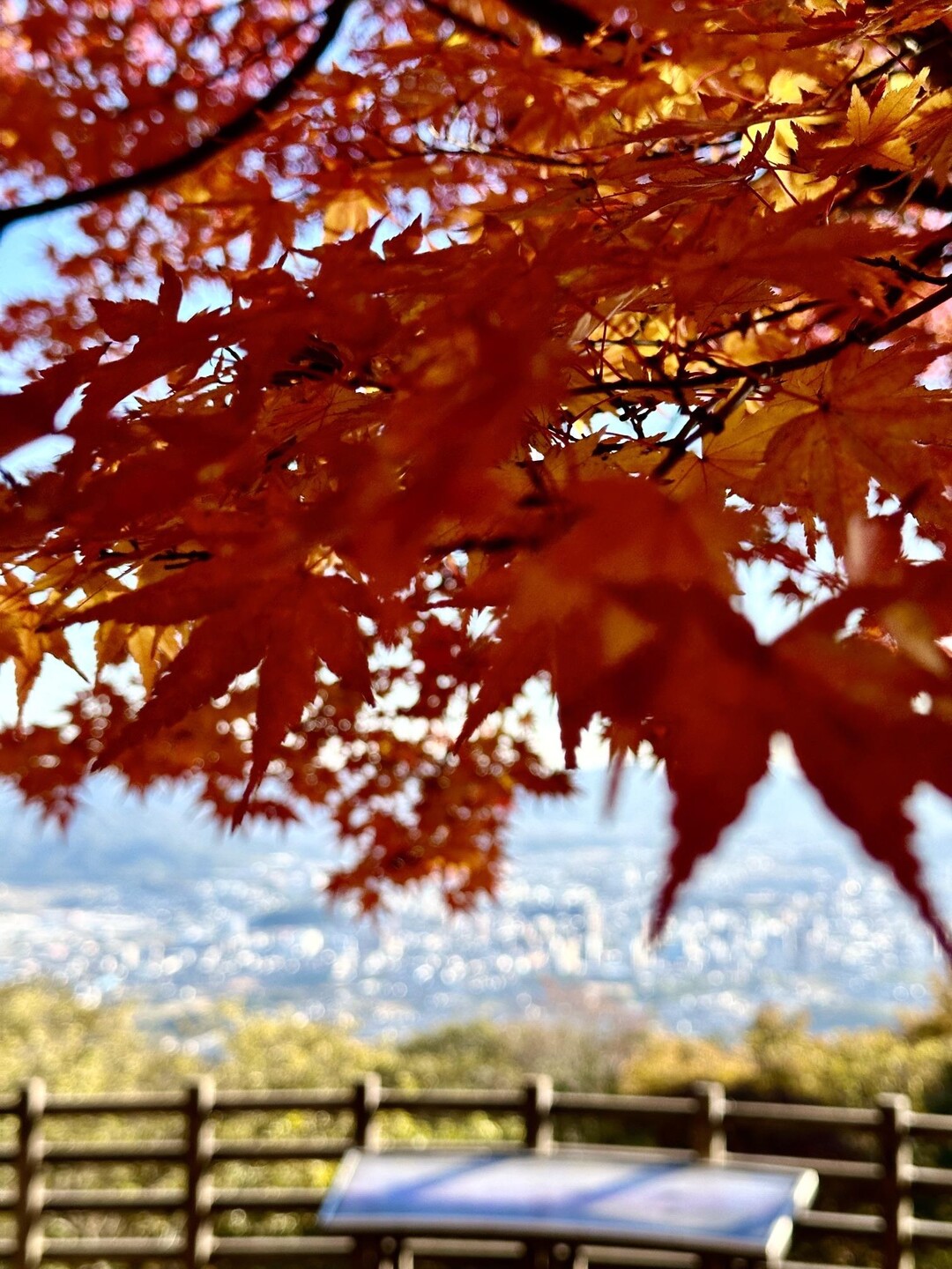 ウォーキング-2023-11-21 / Naru minさんの龍王山の活動データ | YAMAP / ヤマップ