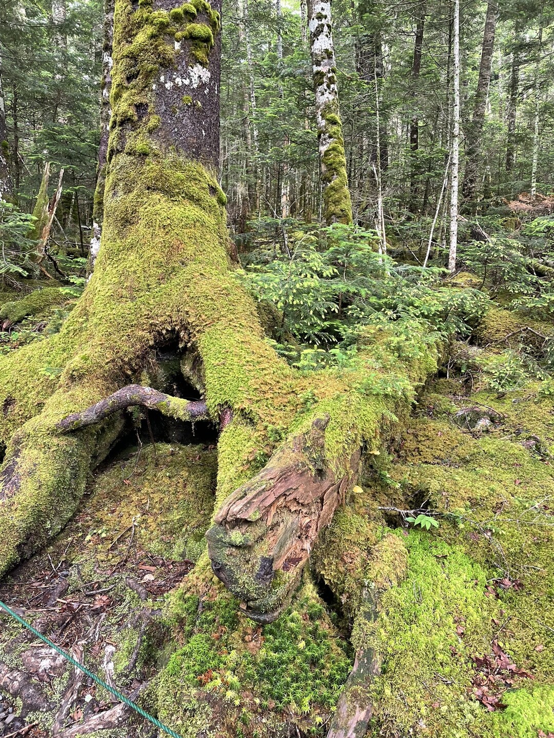 2022.7.20 白駒池の苔の森歩き... / junさんのモーメント | YAMAP / ヤマップ