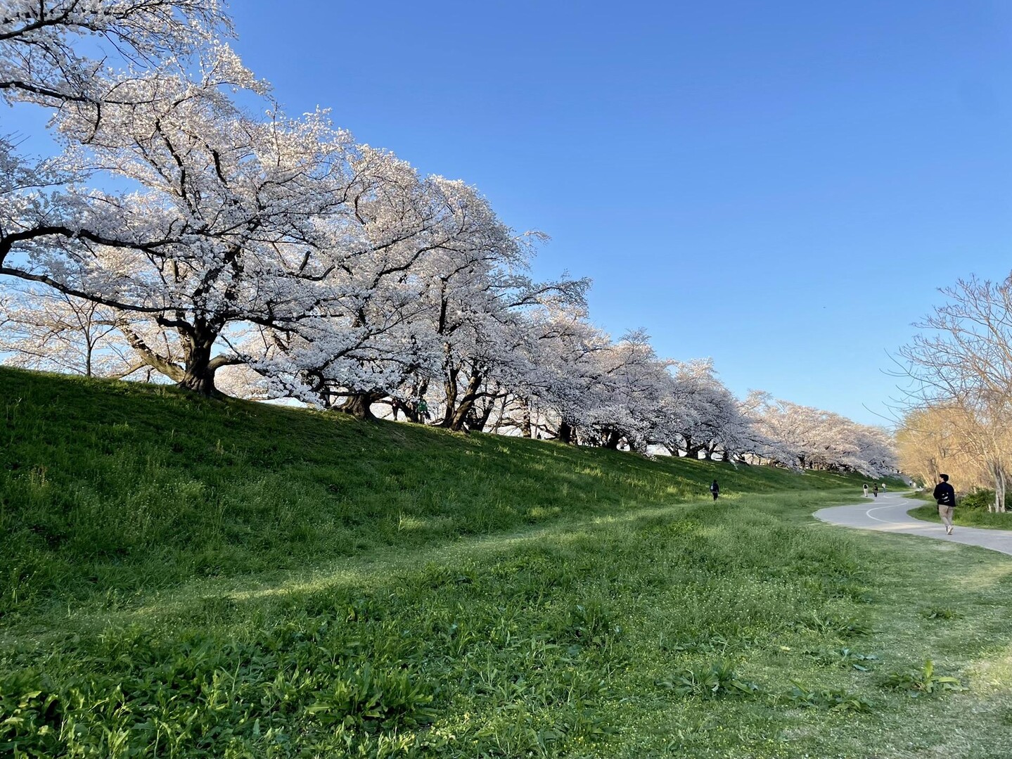 🌸お花見ウォーキング🌸大阪城〜京都八幡市背割堤 / Rinさんのウォーキングの活動データ | YAMAP / ヤマップ