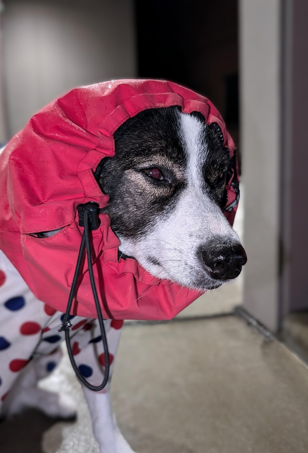 Dog evening ☔🕙️ ht... / もみじ🐺 & パパ😎さんのモーメント | YAMAP / ヤマップ