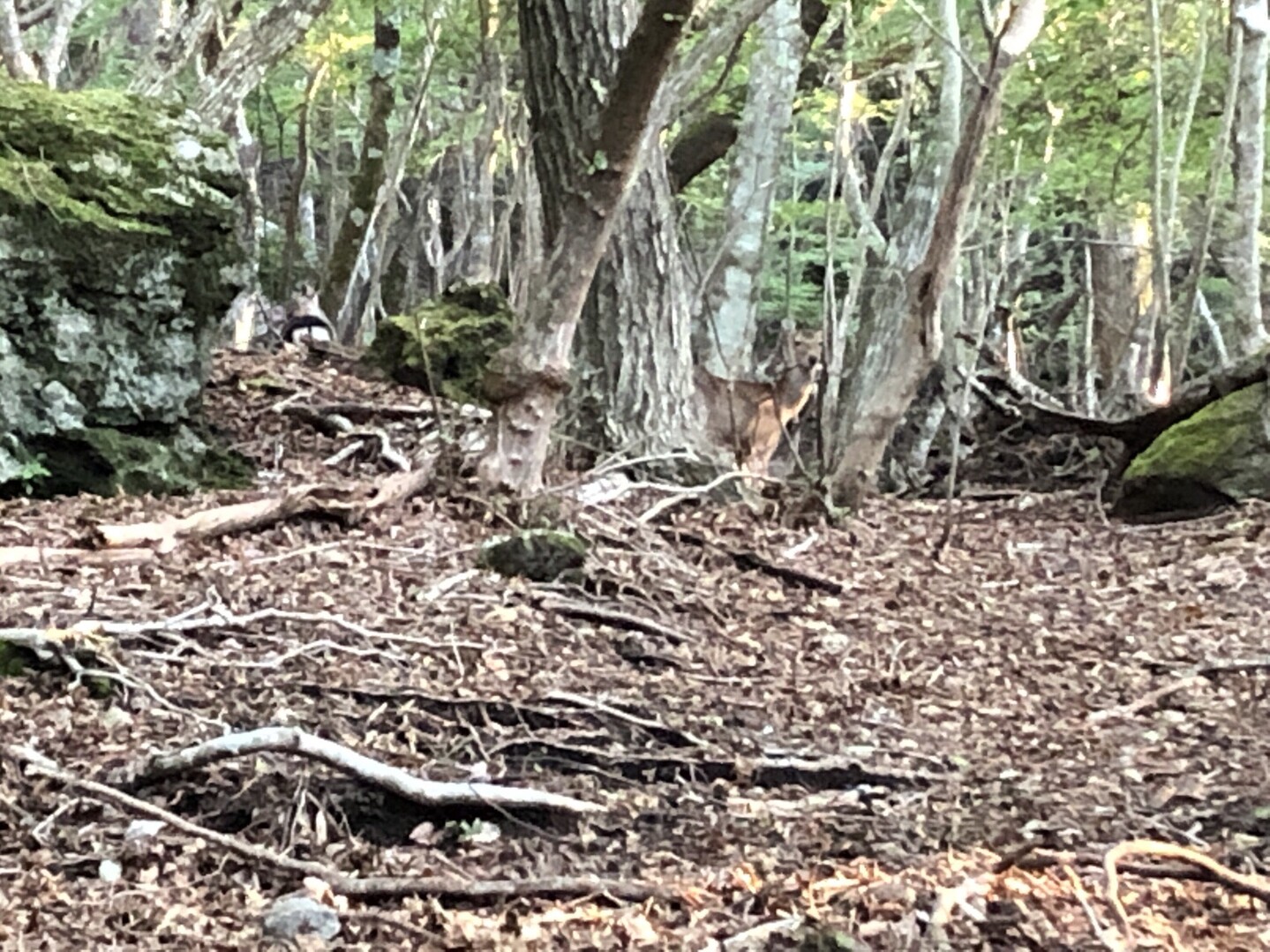 由布岳・鶴見岳-2019-10-05 / 由布岳・鶴見岳の写真9枚目 | YAMAP / ヤマップ