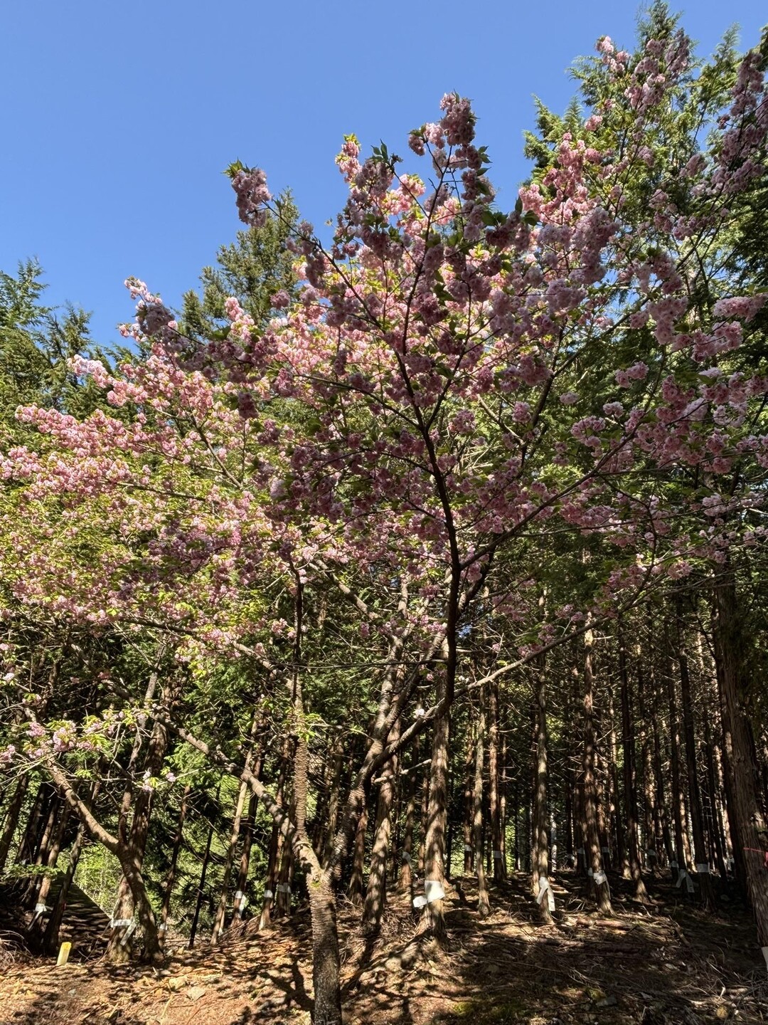 2024.04.28(日) 15:41 / Satoさんのモーメント | YAMAP / ヤマップ