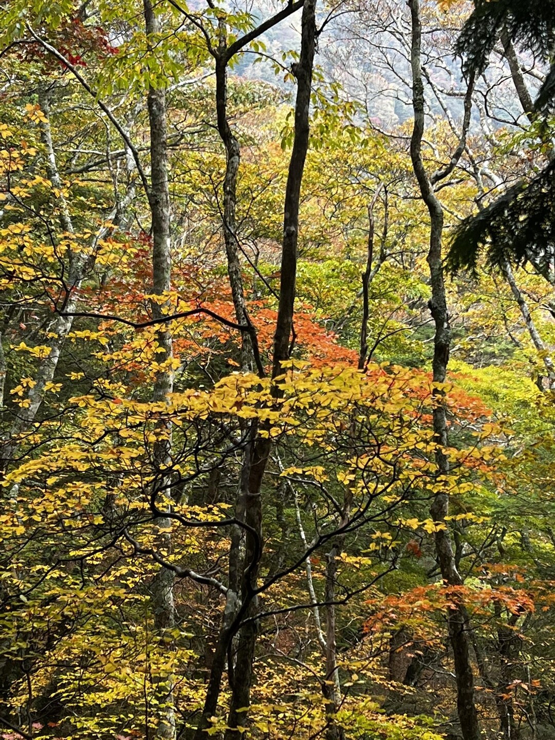大日山・稲村ヶ岳 / idasさんの観音峯山・大普賢岳・山上ヶ岳・稲村ヶ岳の活動データ | YAMAP / ヤマップ