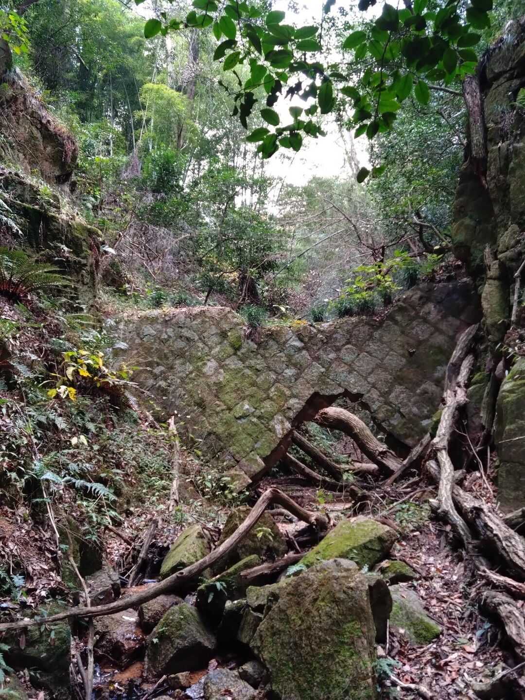 水野谷右俣から須磨アルプス / kinu235（きぬ）さんの神戸市の活動データ | YAMAP / ヤマップ